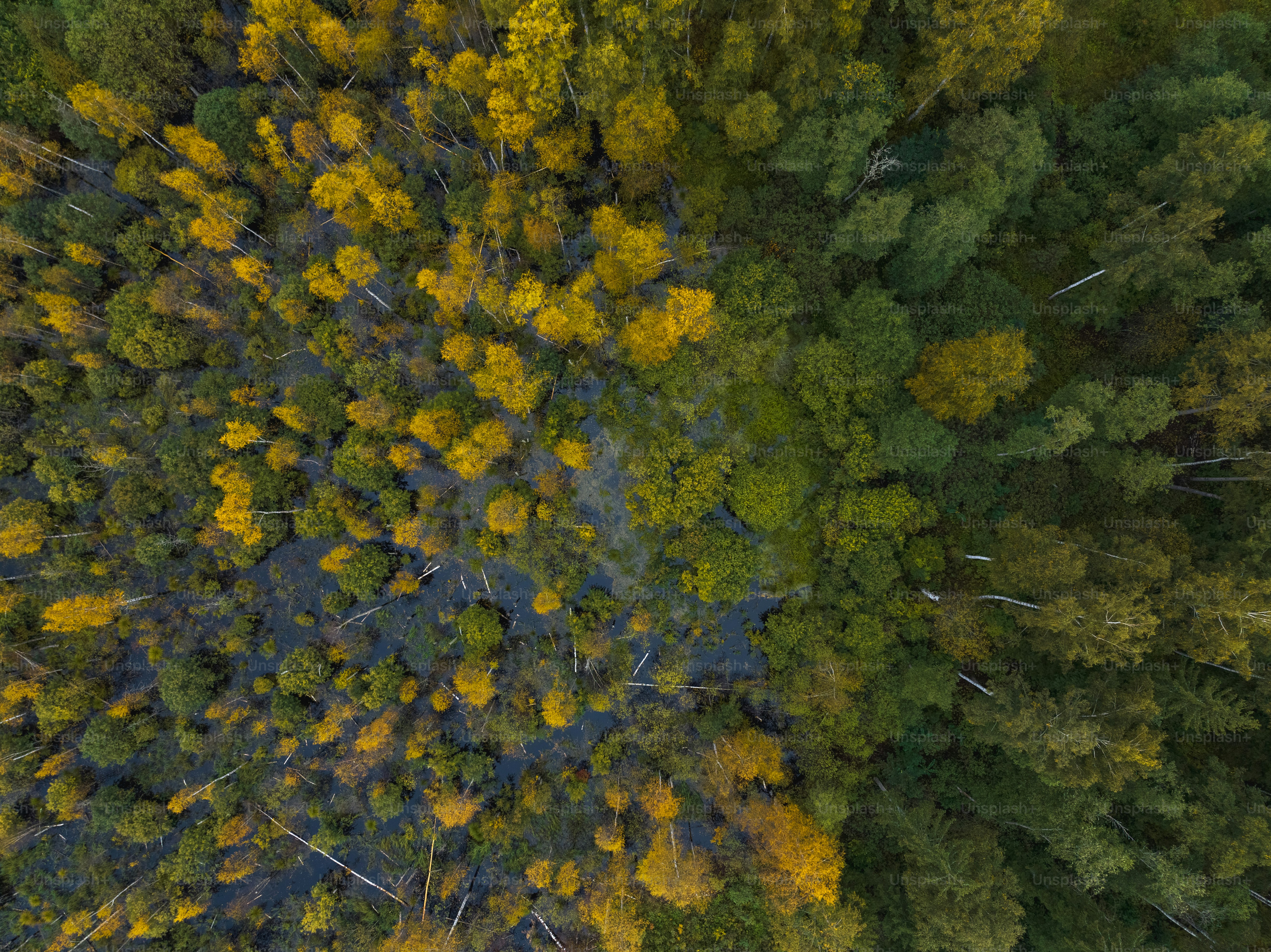 An aerial view of a forest with lots of trees photo – Forest Image on ...