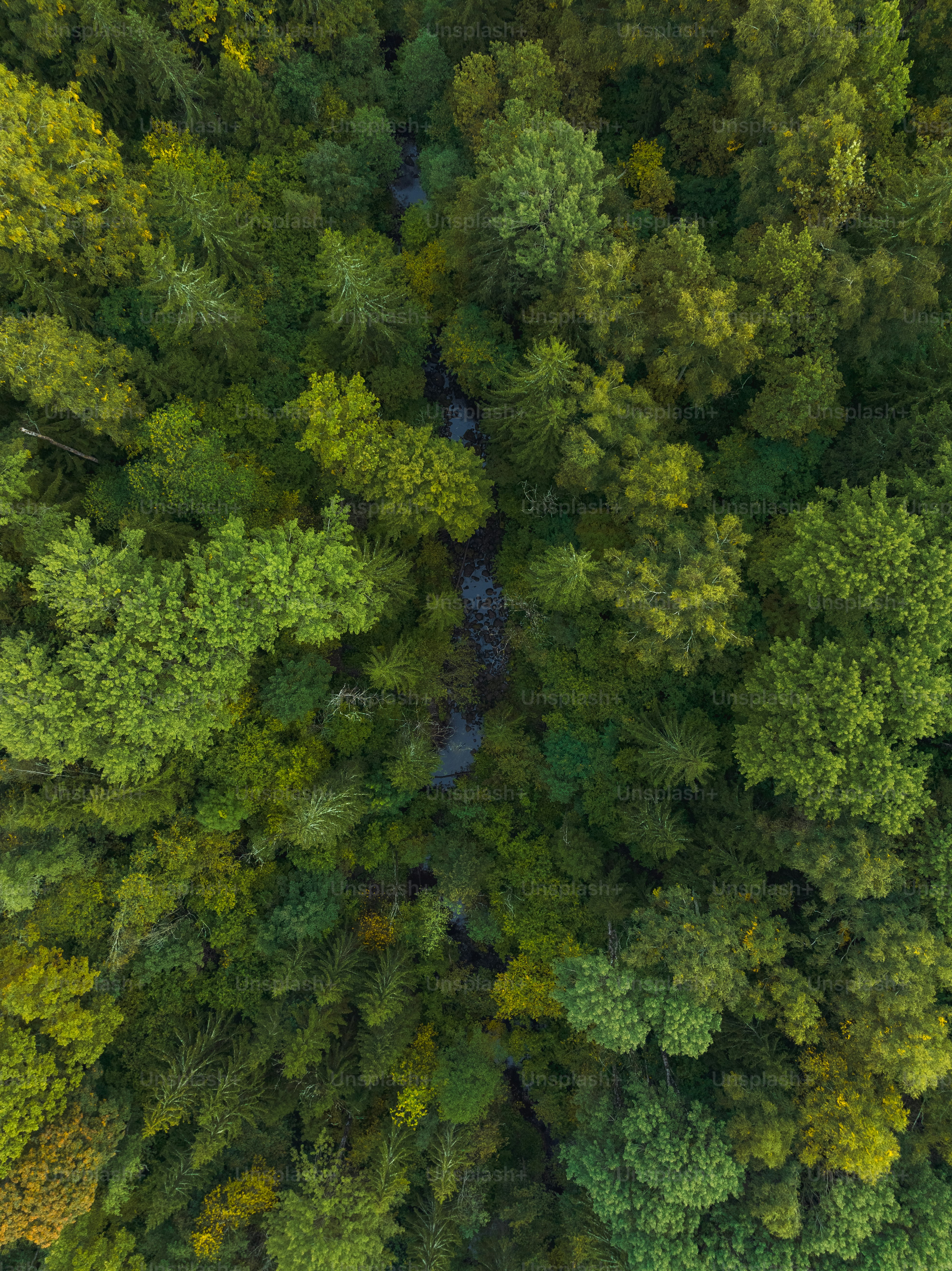 An aerial view of a forest with lots of trees photo – Nature Image on ...
