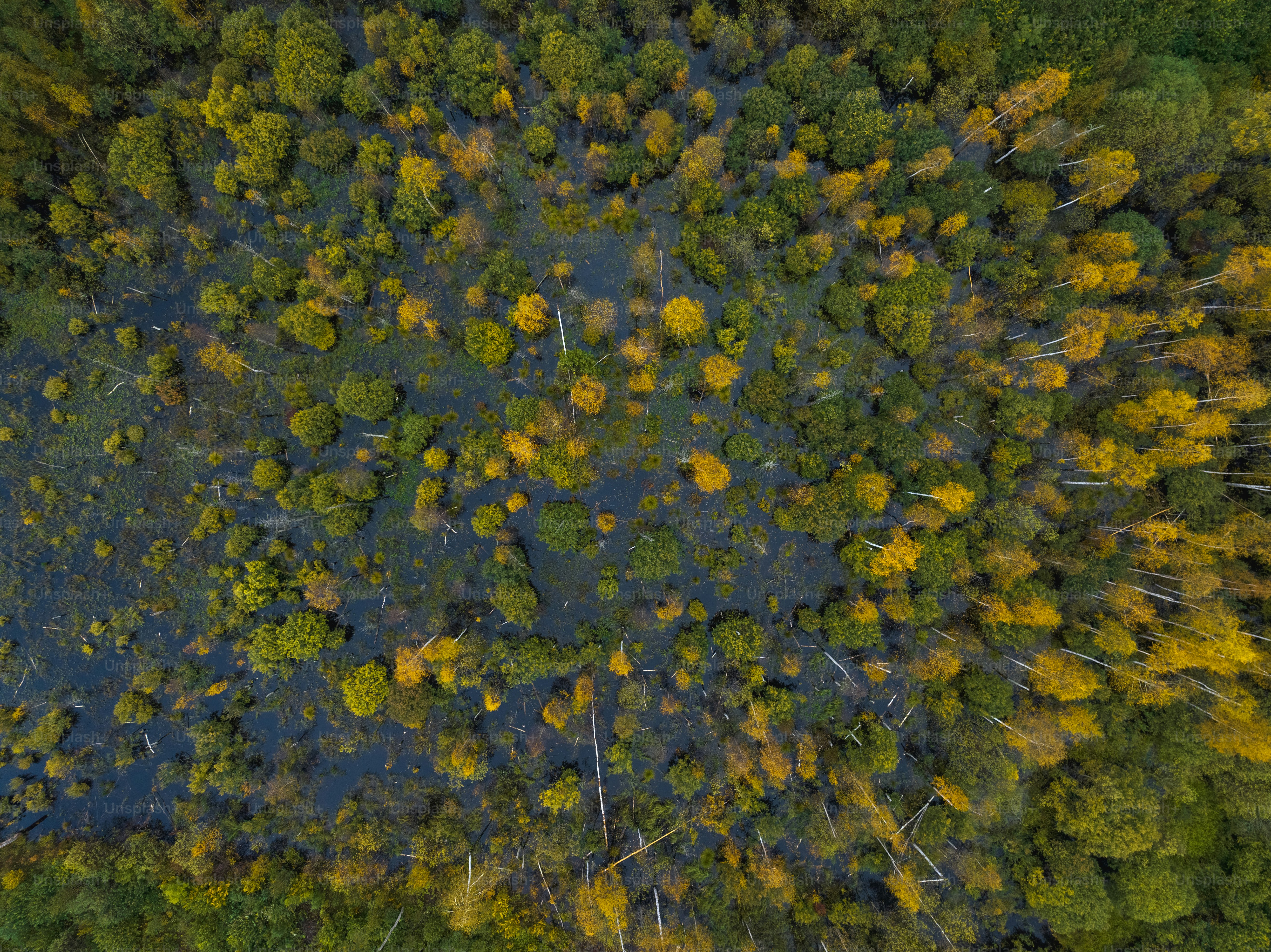 An aerial view of a forest with lots of trees photo – Forest Image on ...