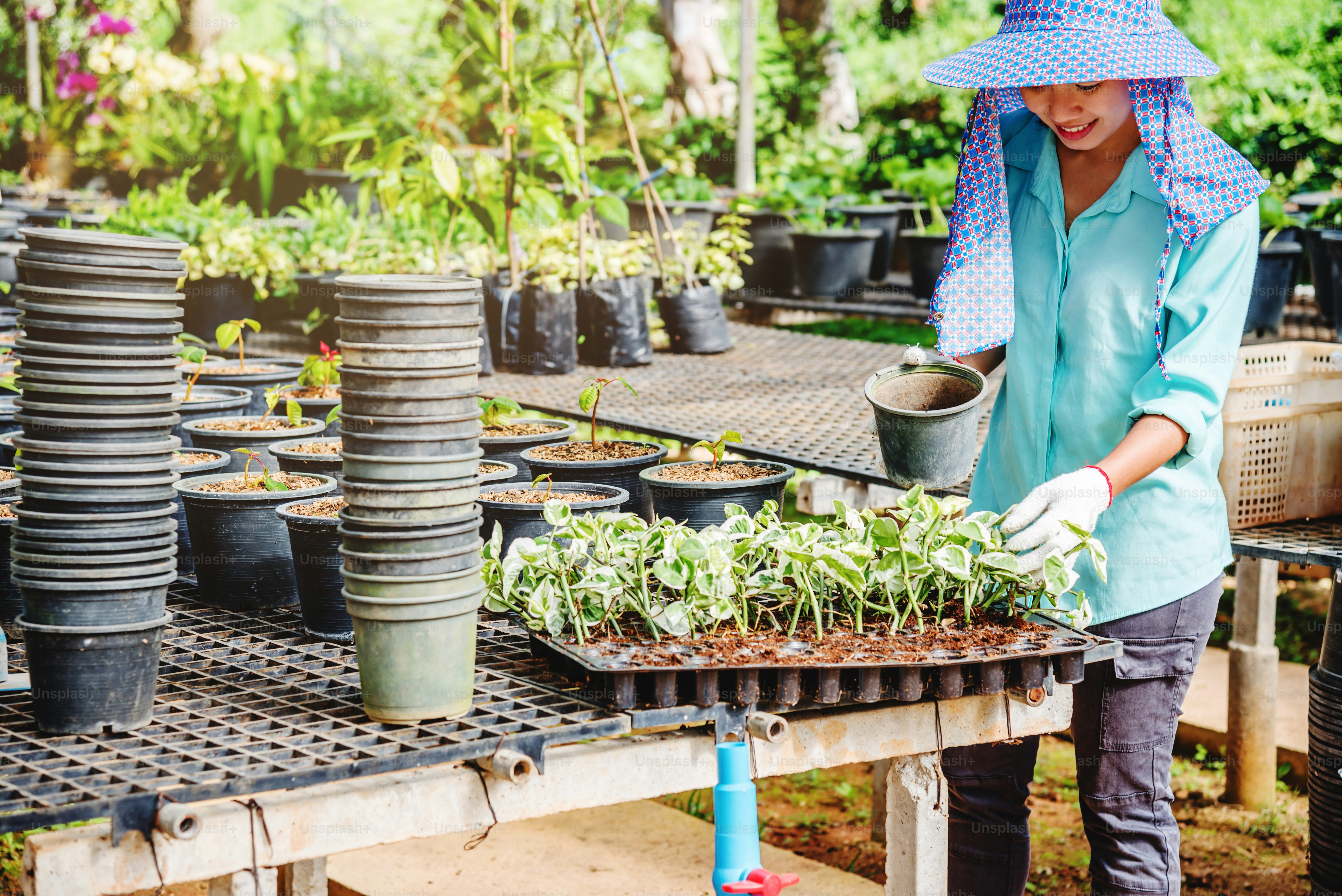 Foto Cultivando plantas de plántulas, trabajadora agrícola, mujer en ...