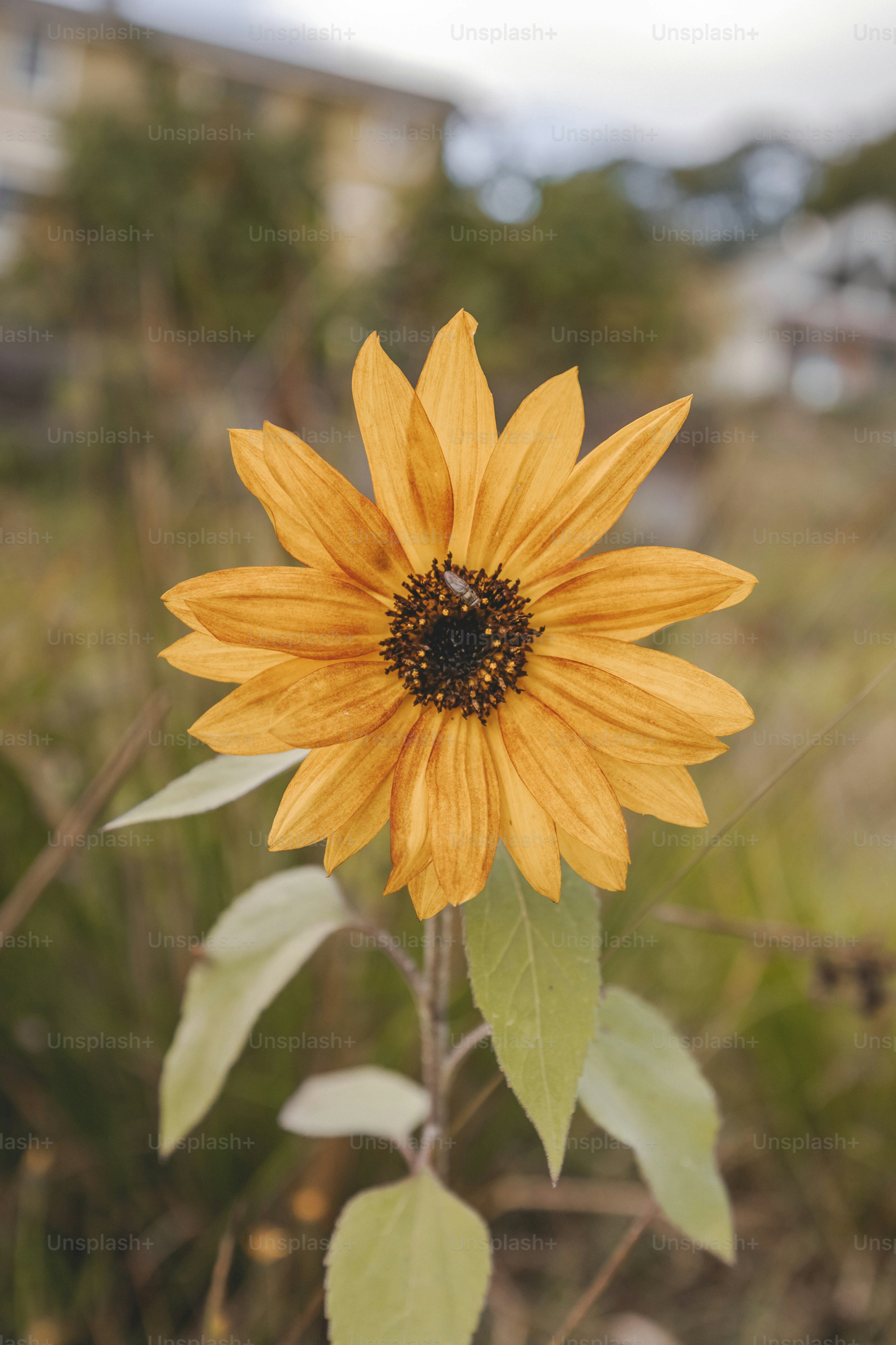 태양 꽃 그림 [본사] | Unsplash에서 무료 이미지 다운로드