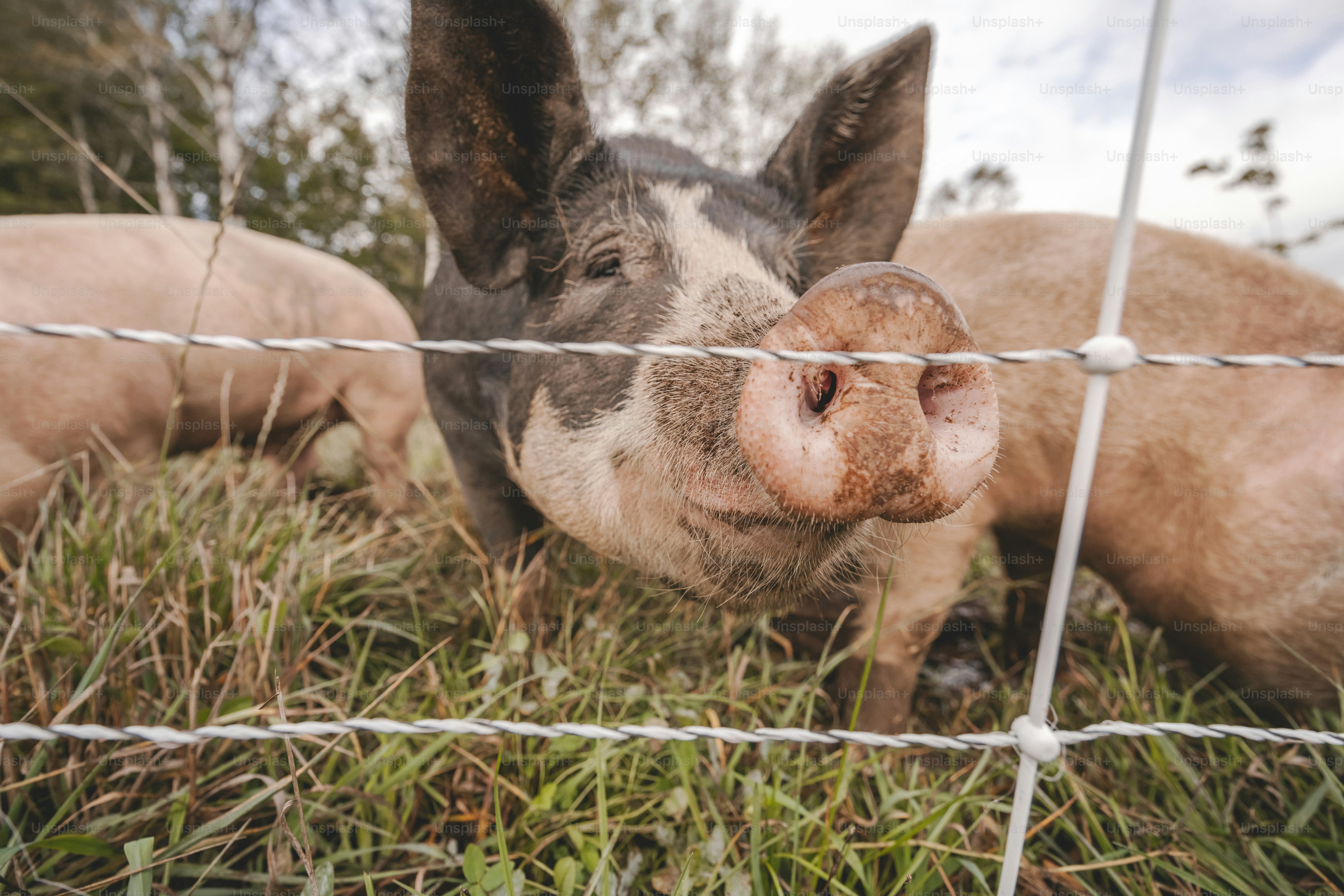 A pig sticking its head through a wire fence photo – Pigs Image on Unsplash