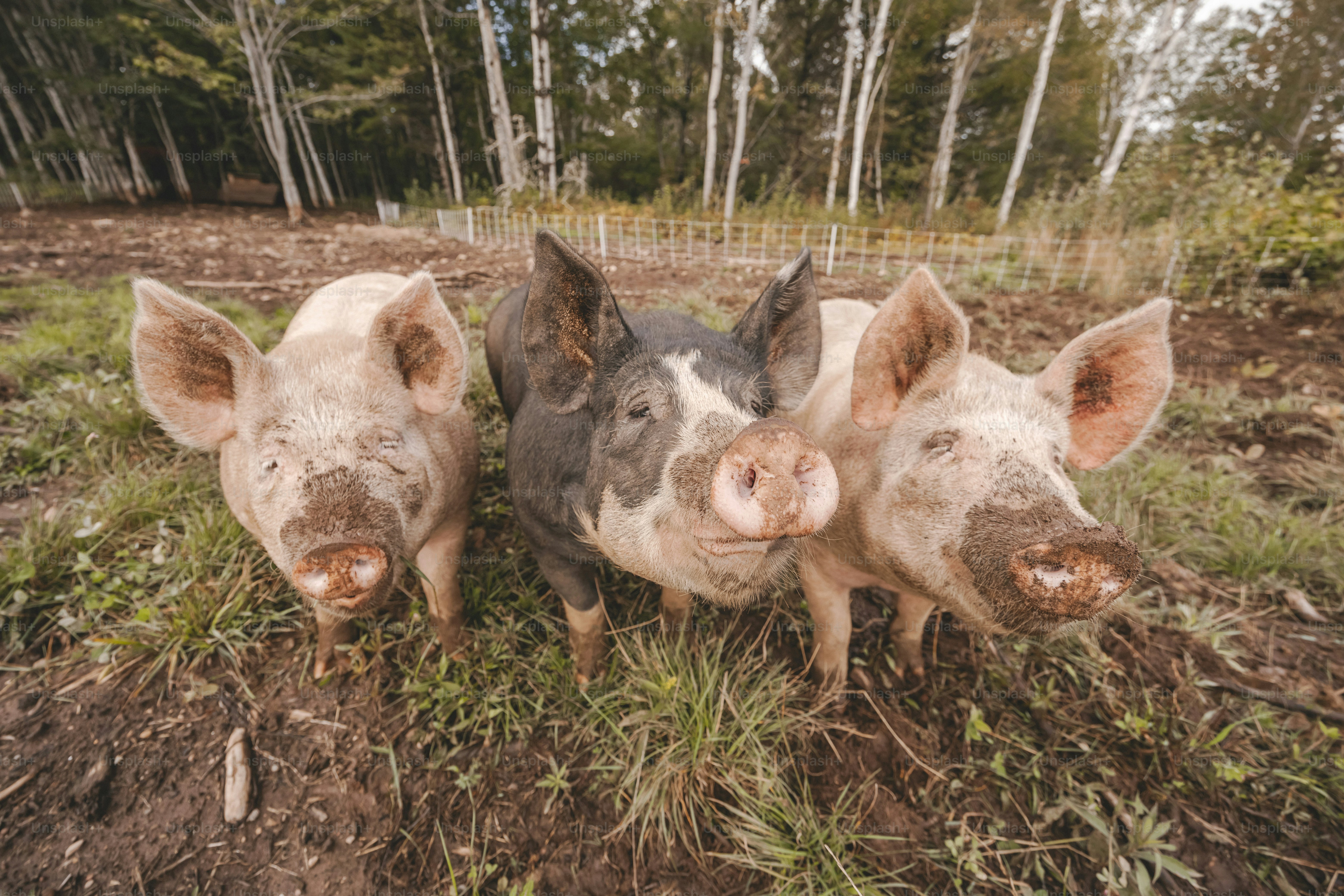 999+ Pigs Pictures | Download Free Images on Unsplash