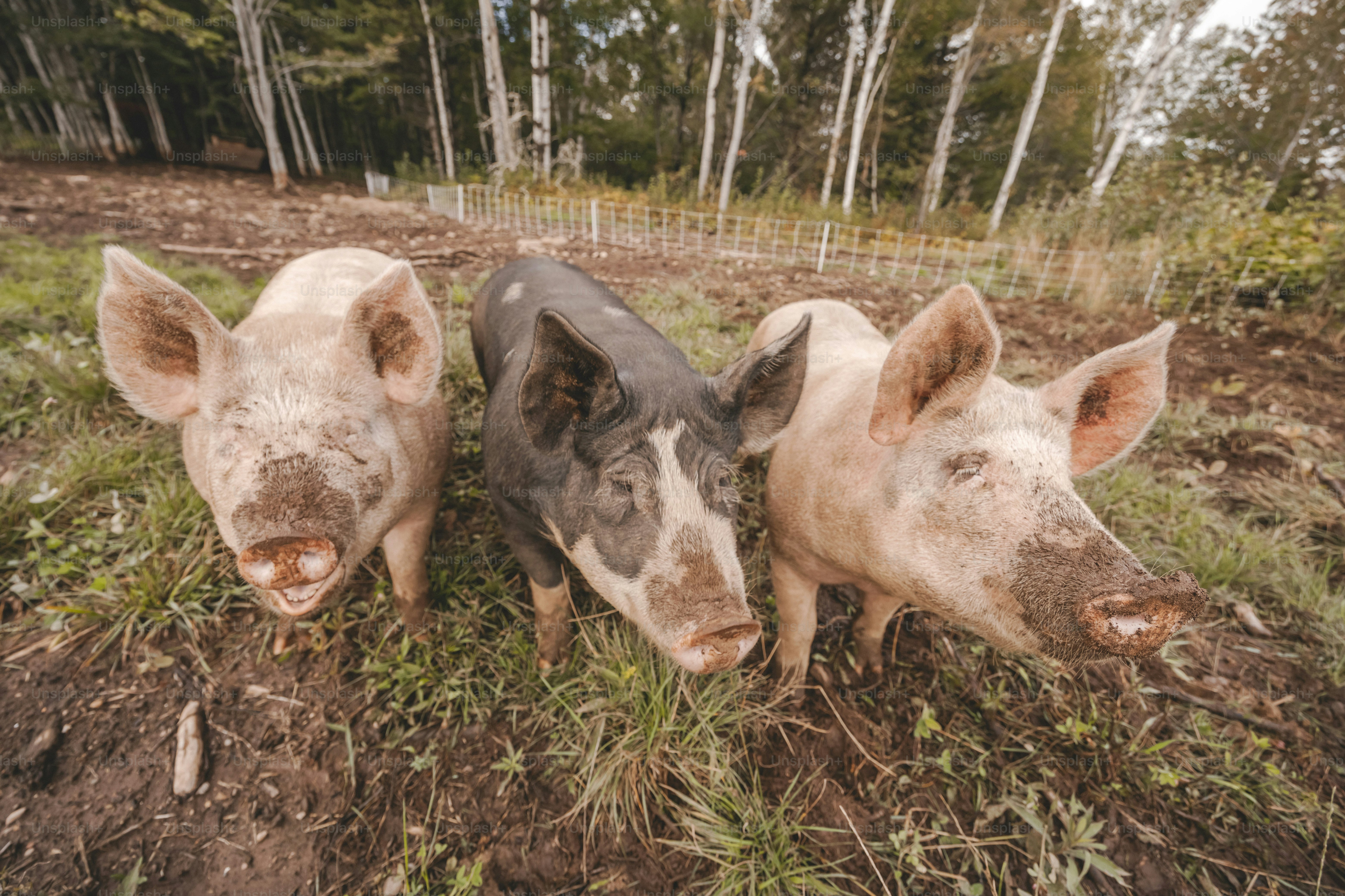 Three Little Pigs Pictures | Download Free Images on Unsplash