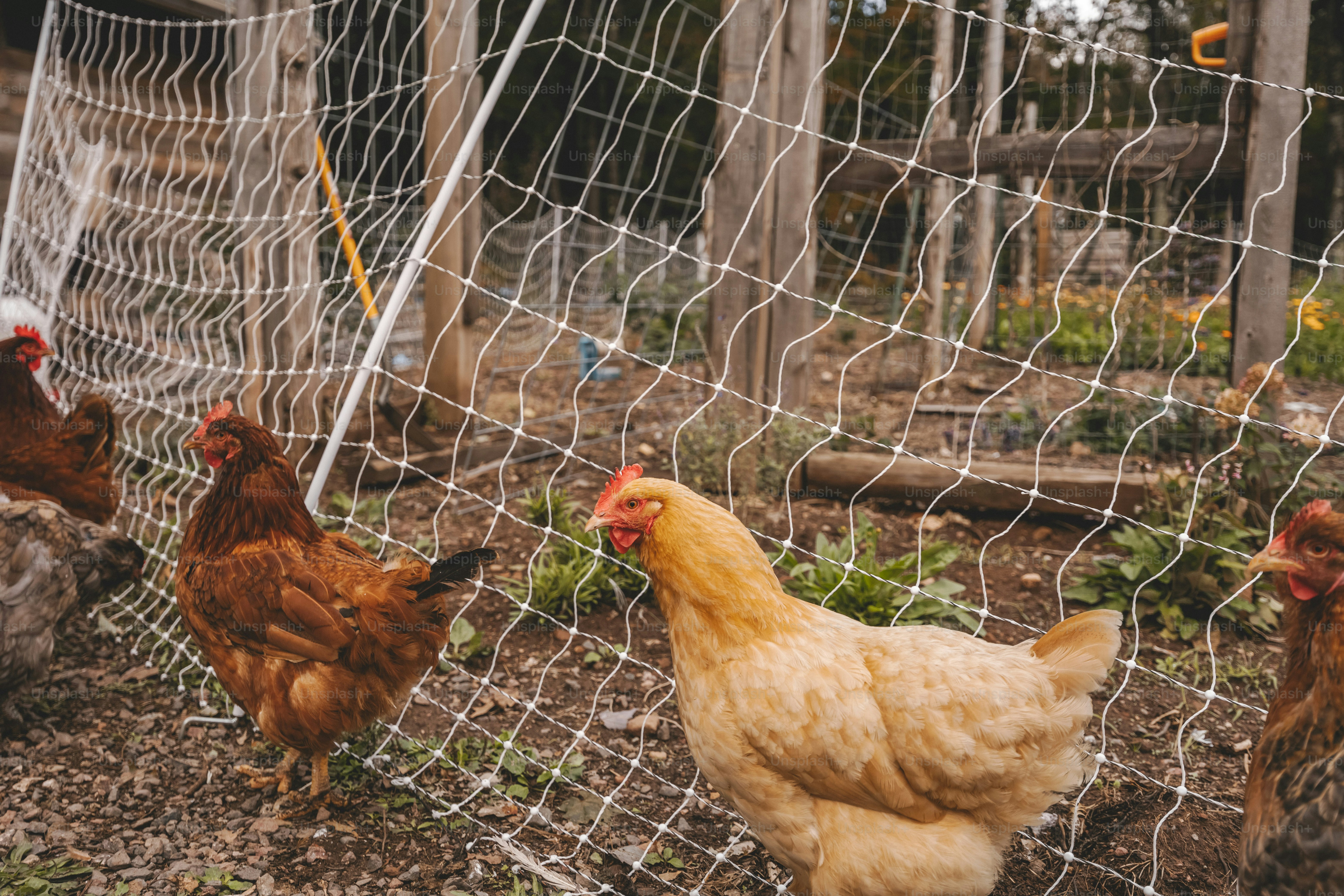 A group of chickens standing next to each other photo – Poultry Image ...