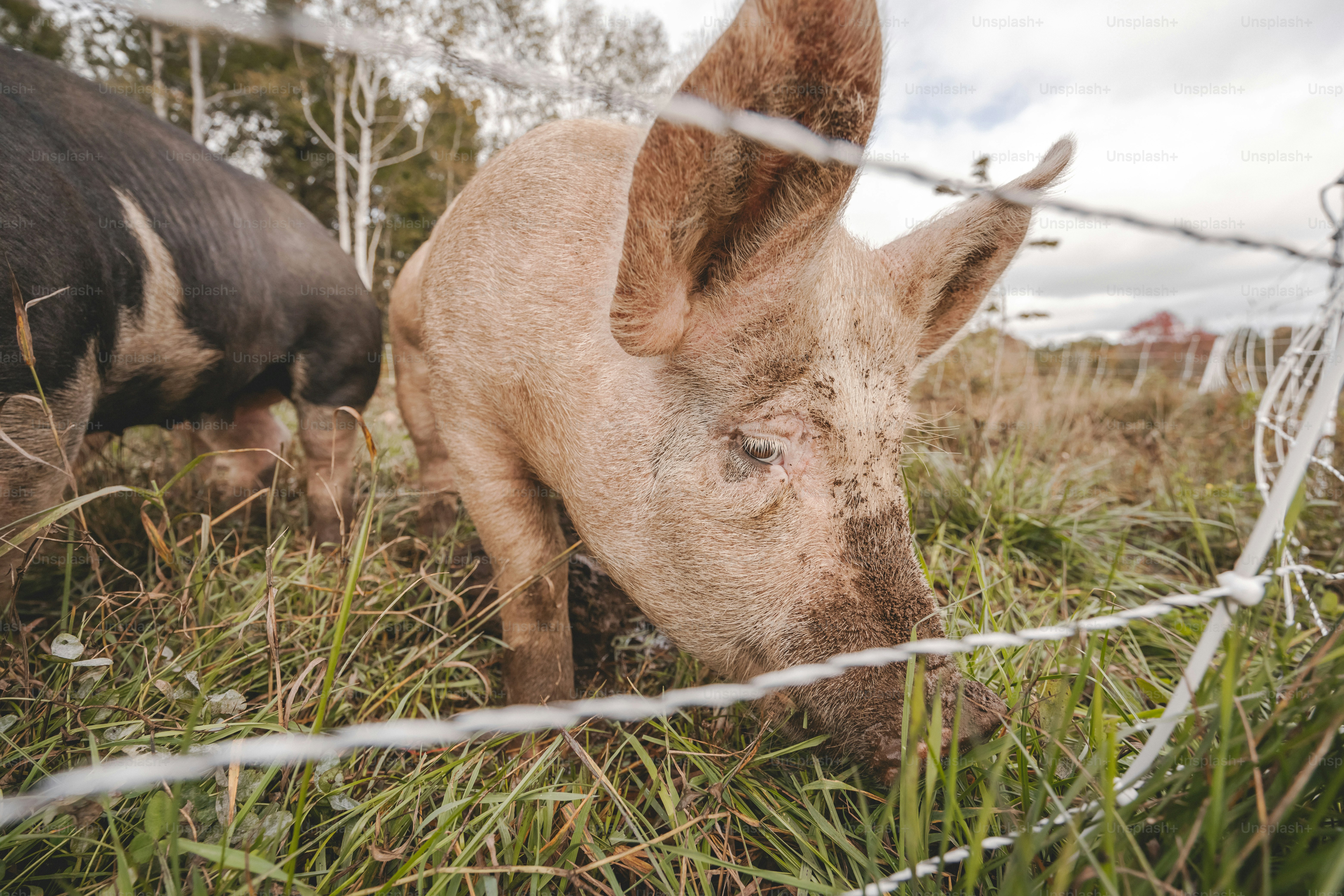 A small pig standing next to a barbed wire fence photo – Pig farm Image ...