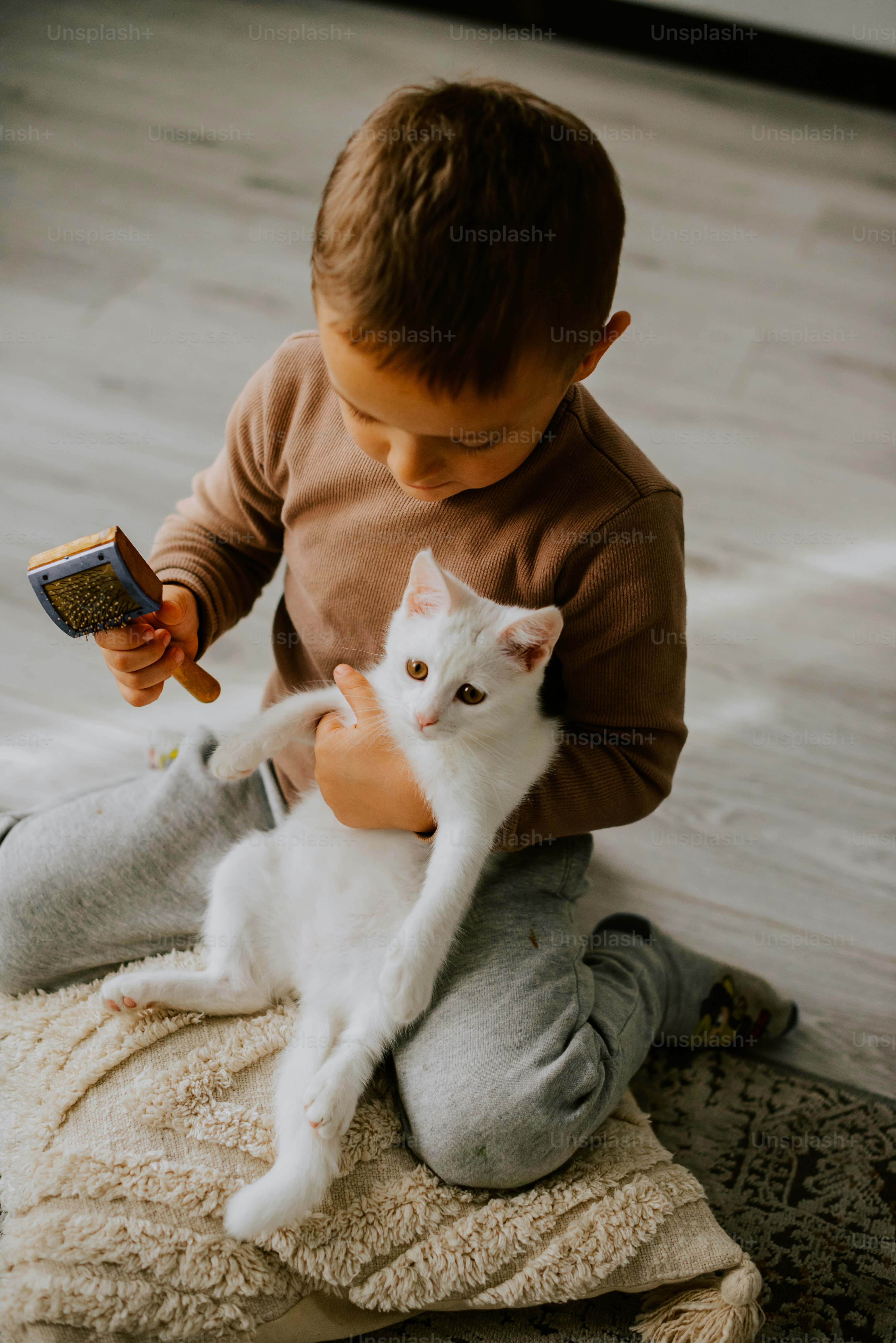 500+ White Cat Pictures [HD] | Download Free Images on Unsplash