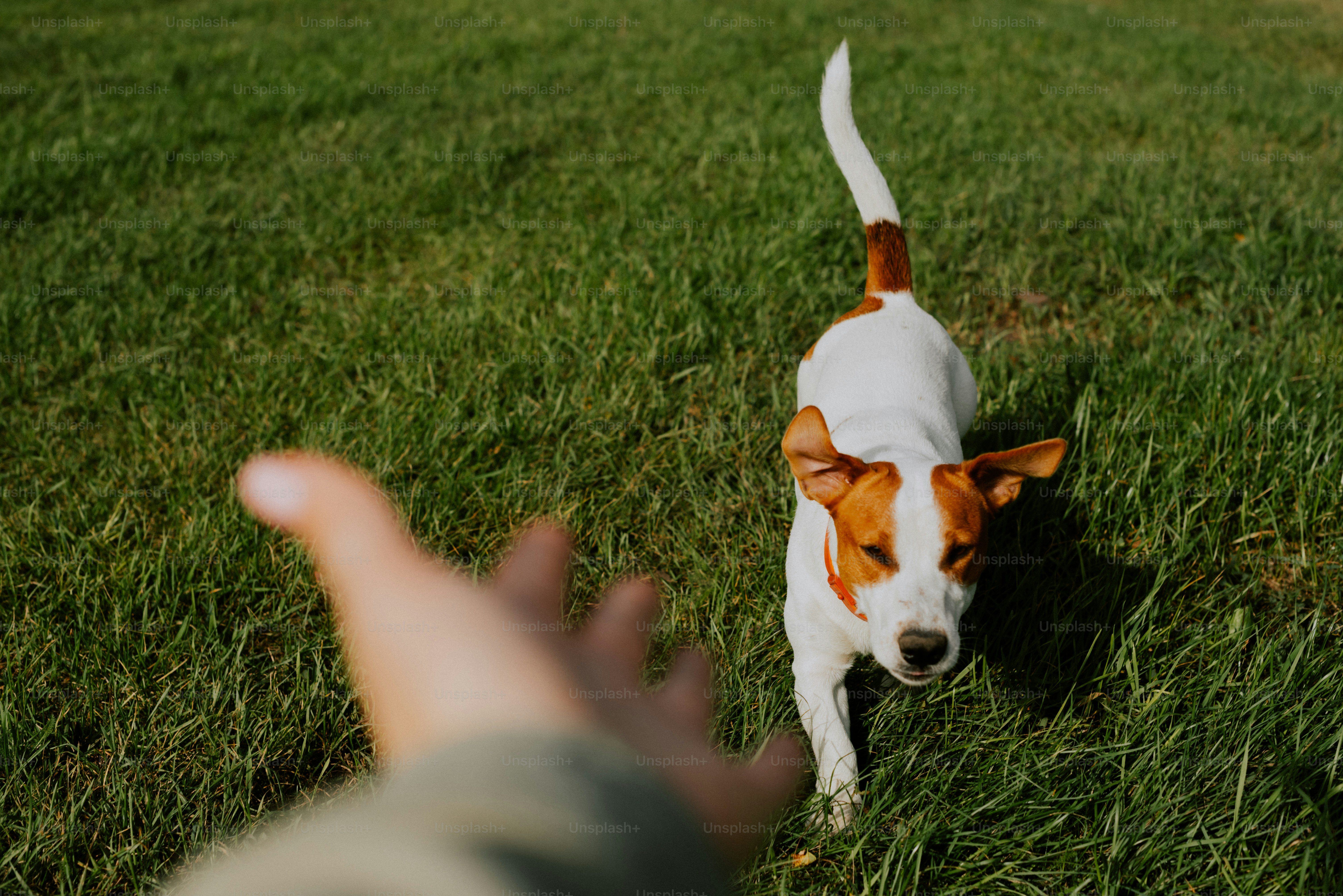 30,000+ Dog Walk Pictures | Download Free Images on Unsplash