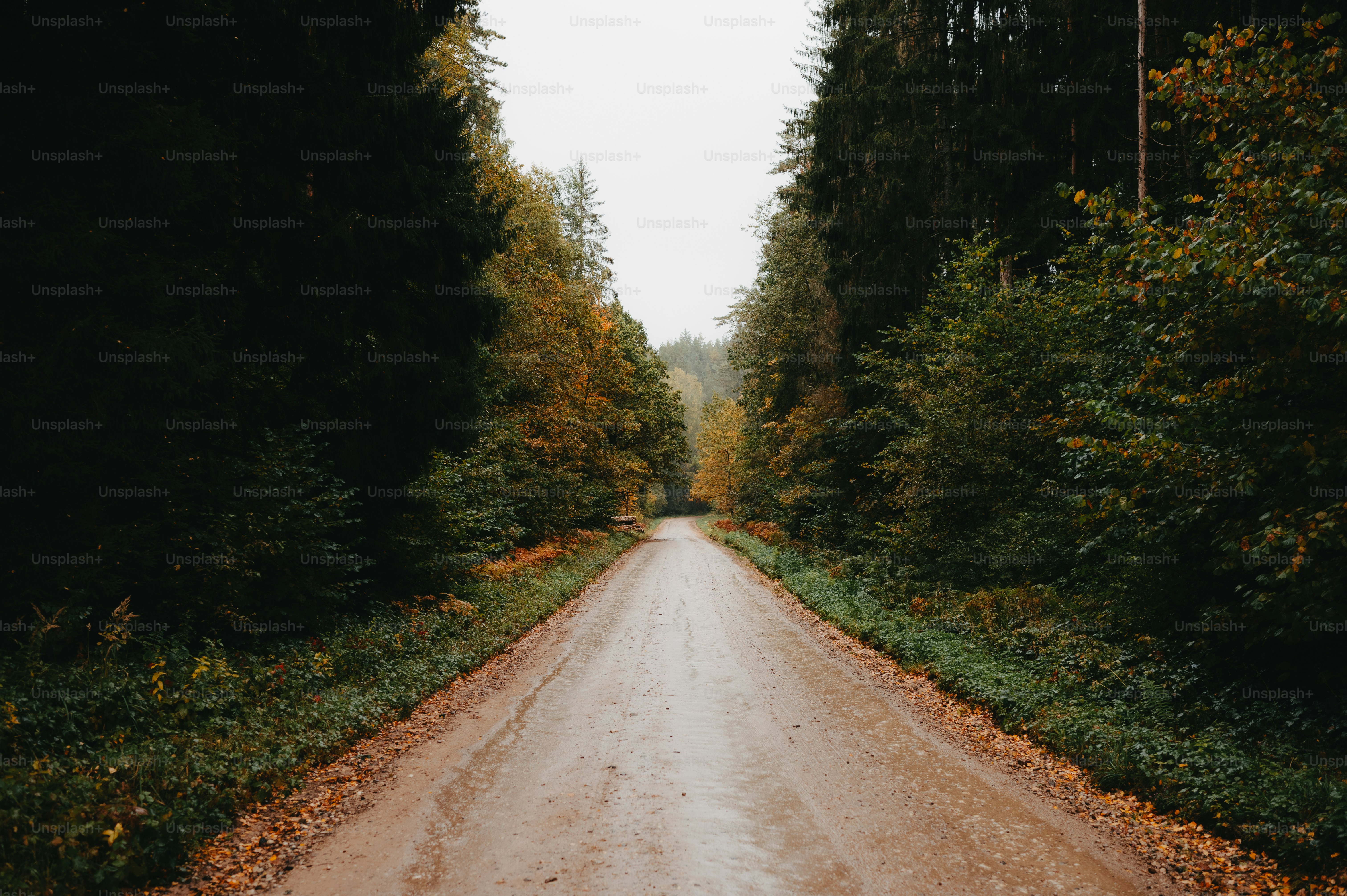 Road In Forest Pictures | Download Free Images on Unsplash