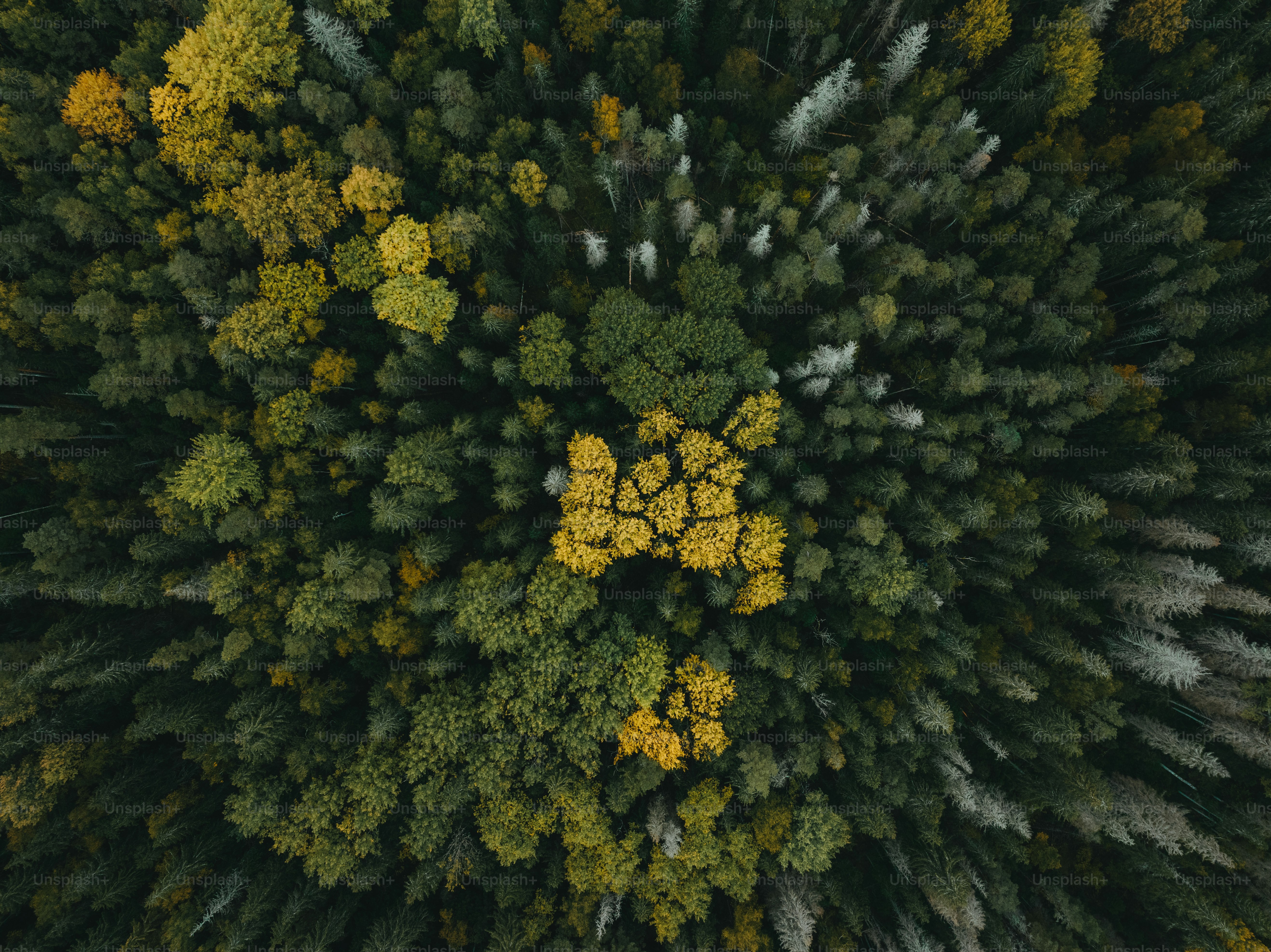 Zoom Background Nature Pictures | Download Free Images on Unsplash