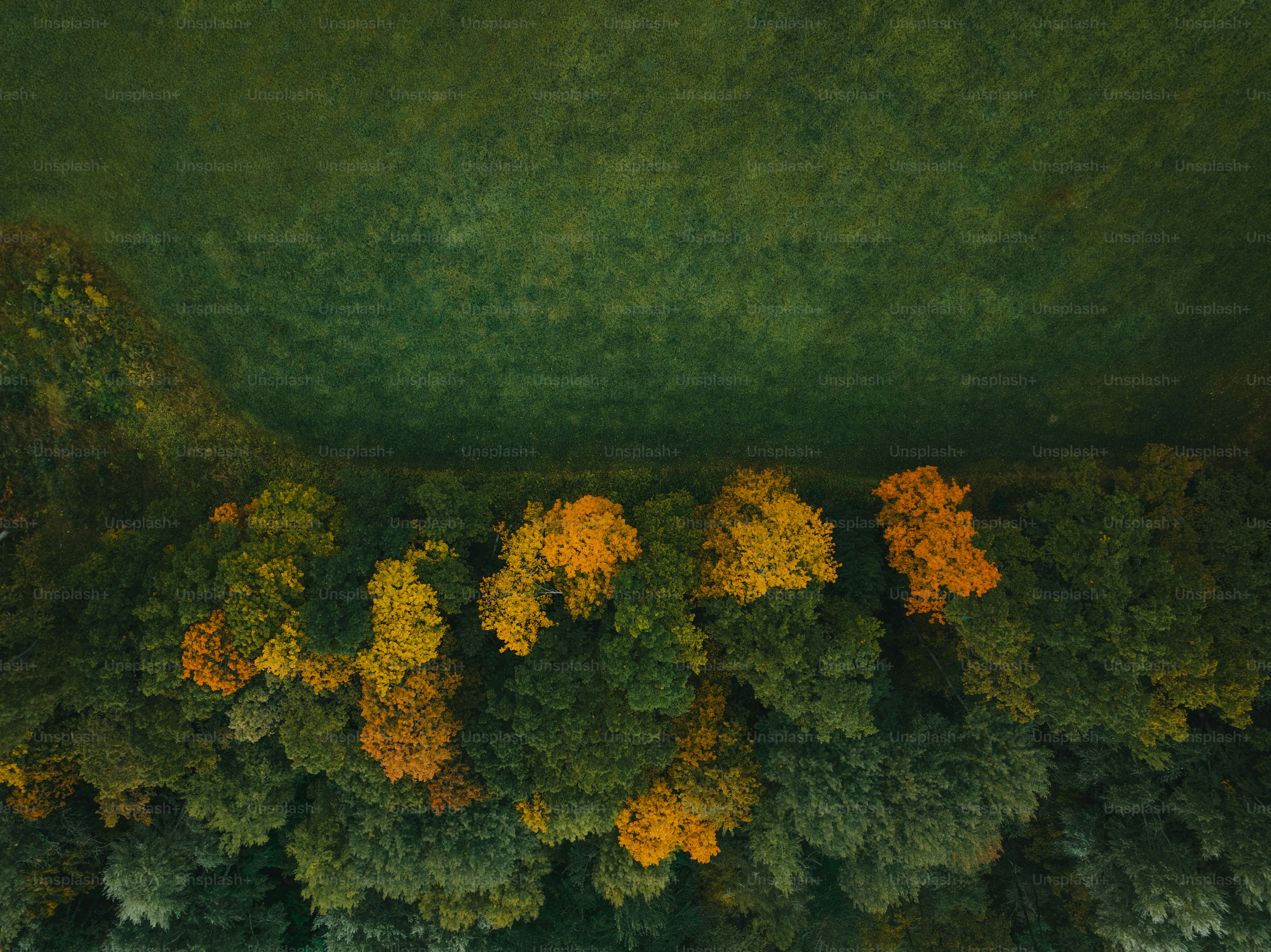 A group of trees with yellow and green leaves photo – Conifers Image on ...