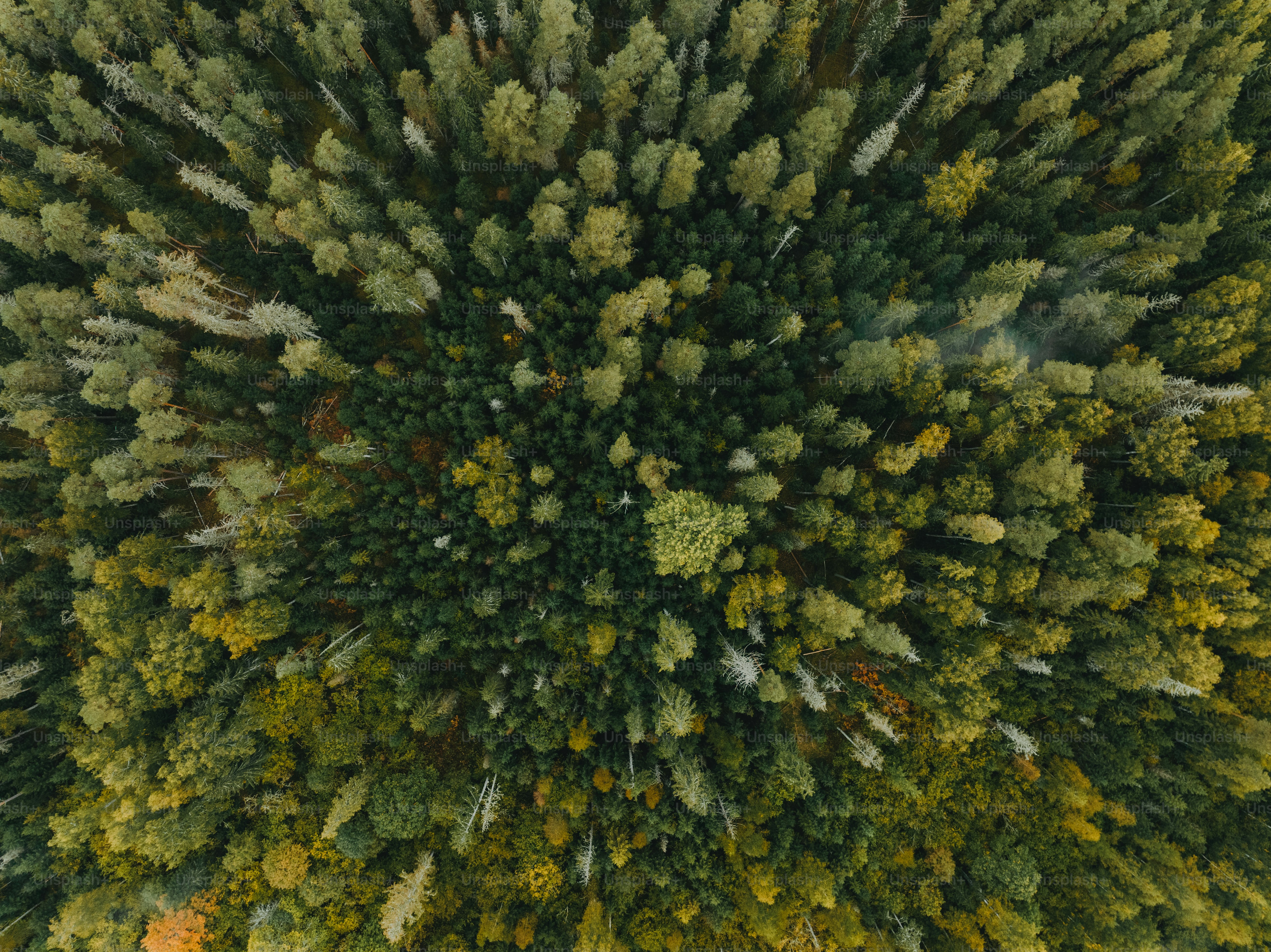 An aerial view of a forest with lots of trees photo – Conifers Image on ...