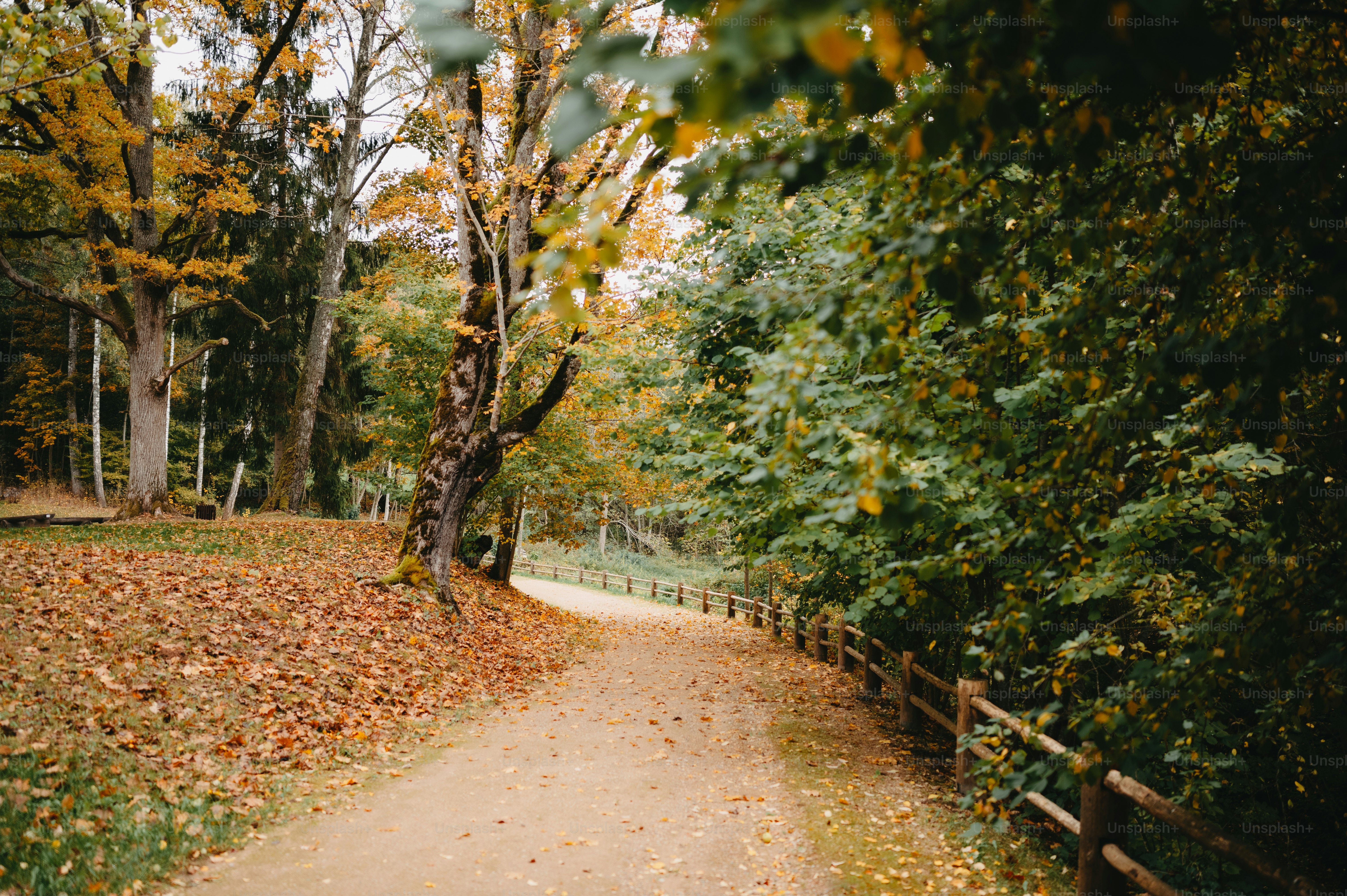 A path in a park with lots of leaves on the ground photo – Forest Image ...