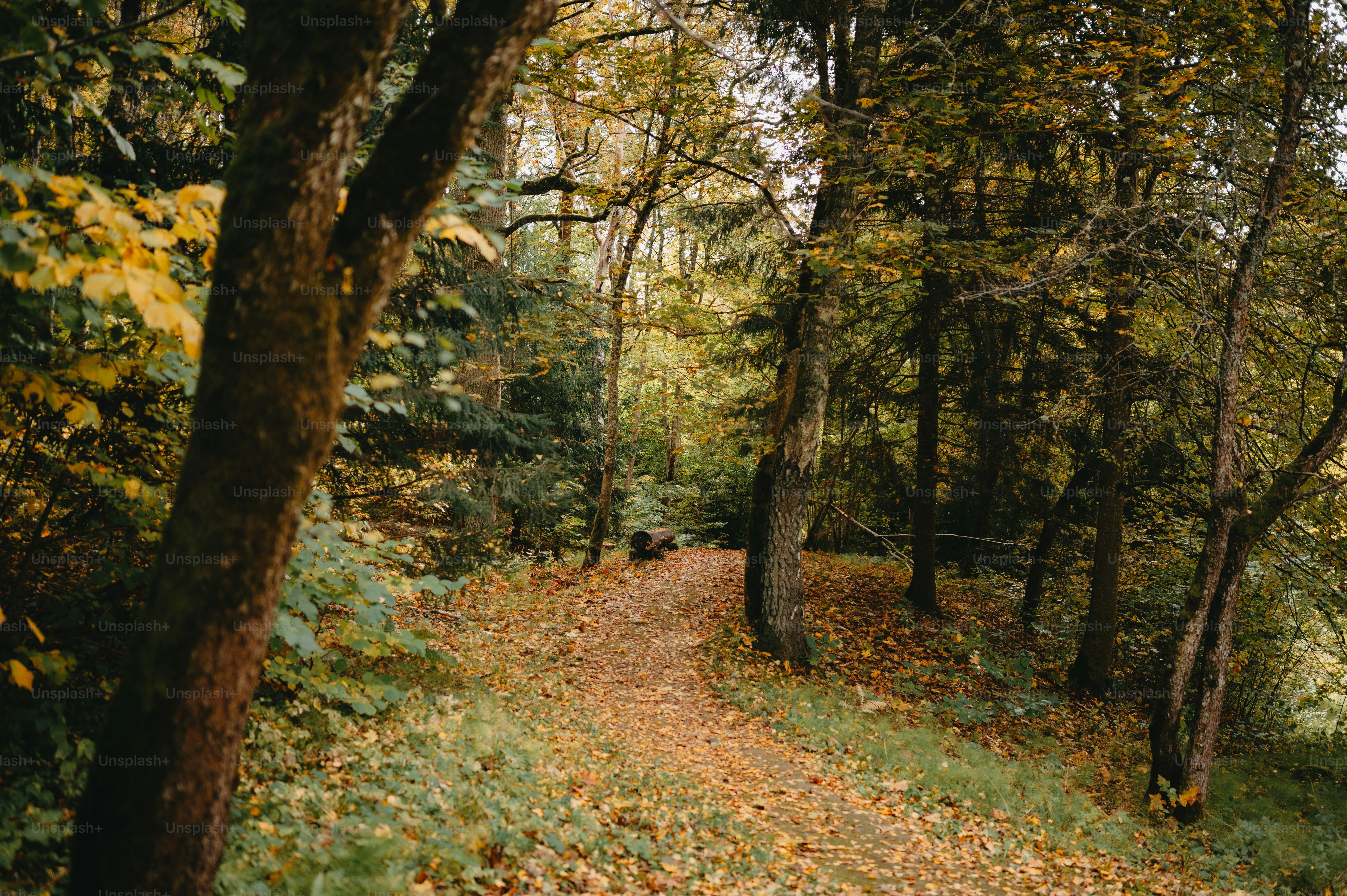 Walking Trail Pictures | Download Free Images on Unsplash