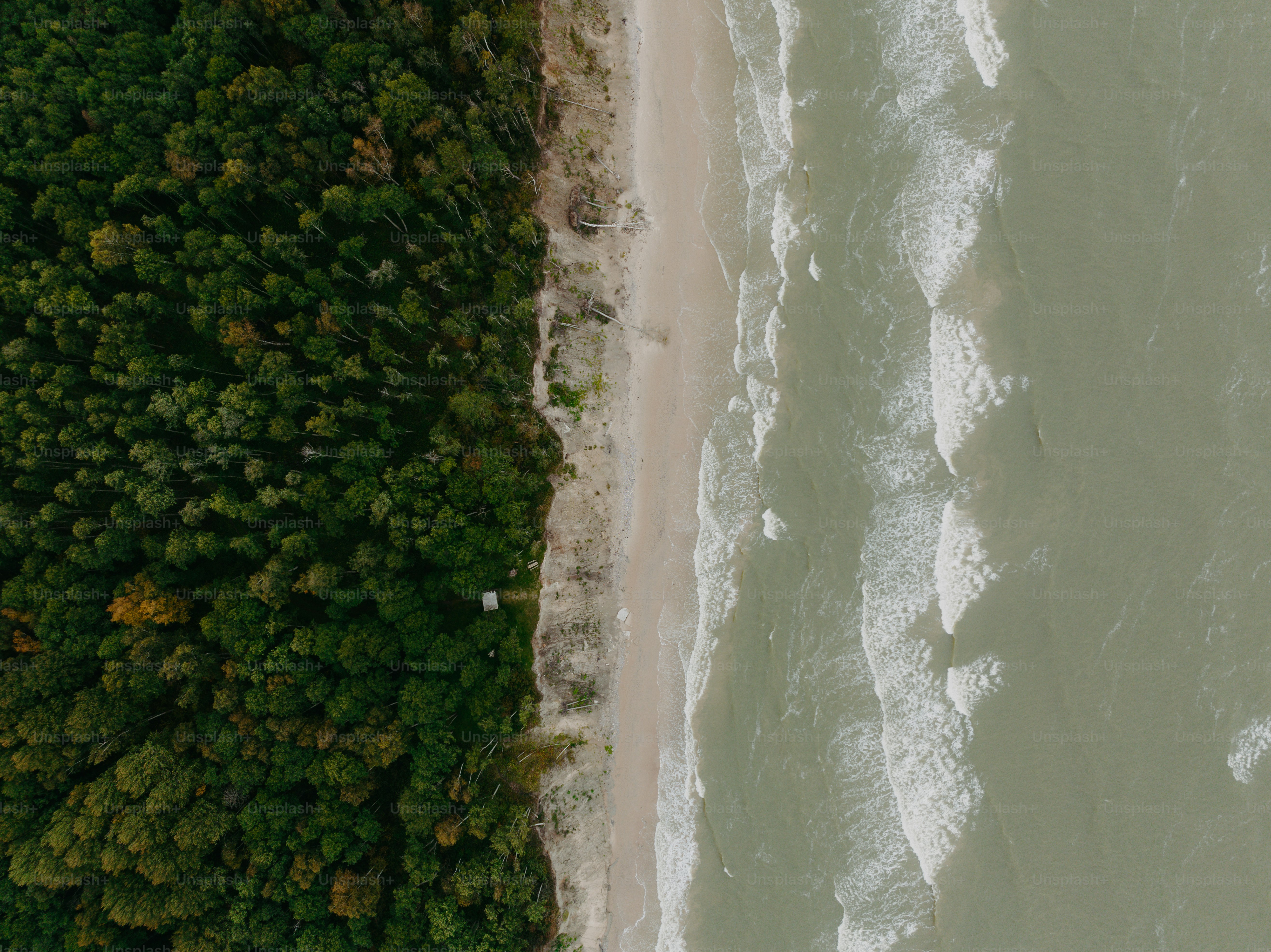 An aerial view of a forest with lots of trees photo – Trees Image on ...