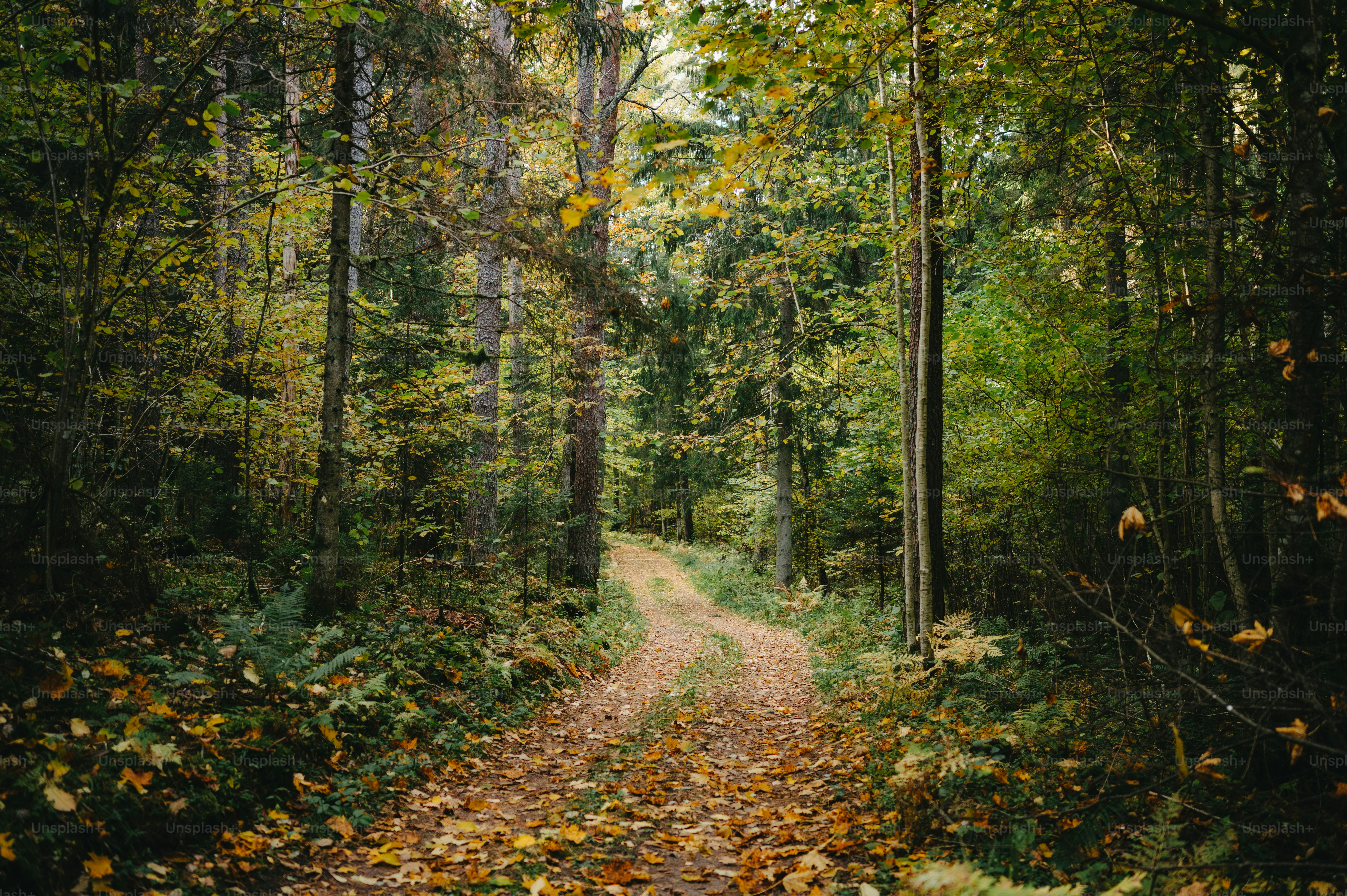Tree Path Pictures | Download Free Images on Unsplash