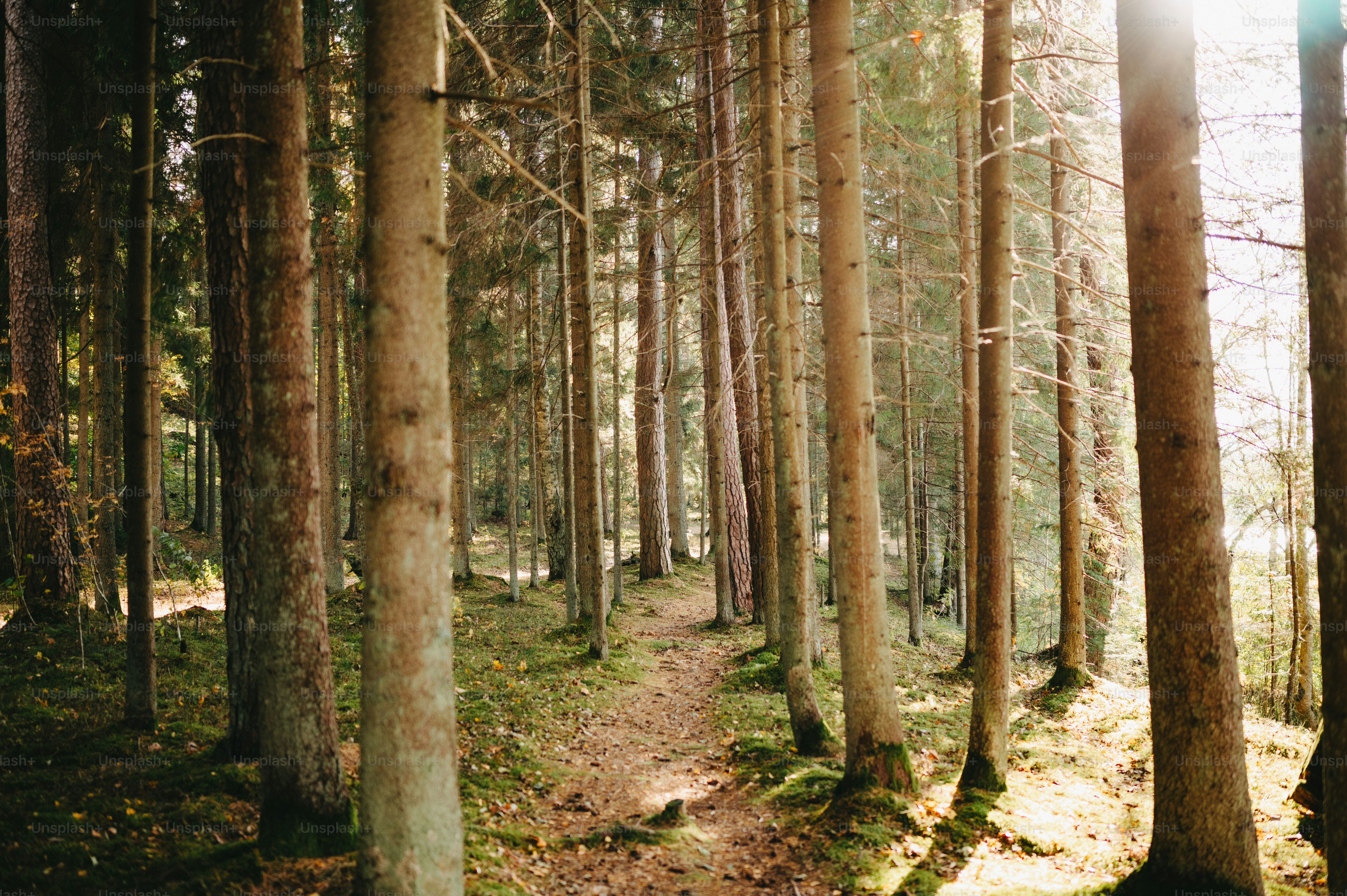 An aerial view of a forest with lots of trees photo – Leaves Image on ...