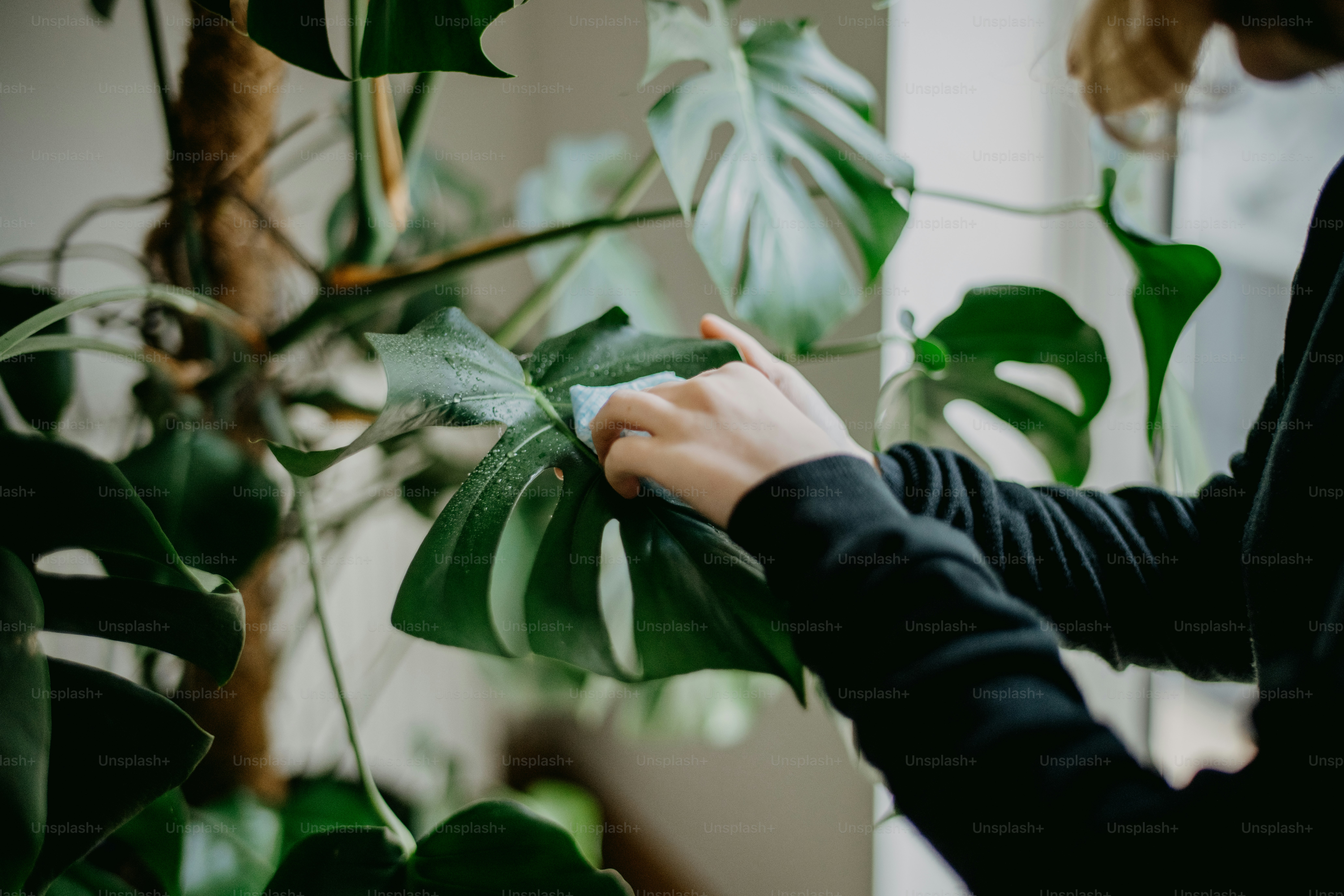 女性が手で植物に触れているの写真 – トップ100 Unsplashの写真