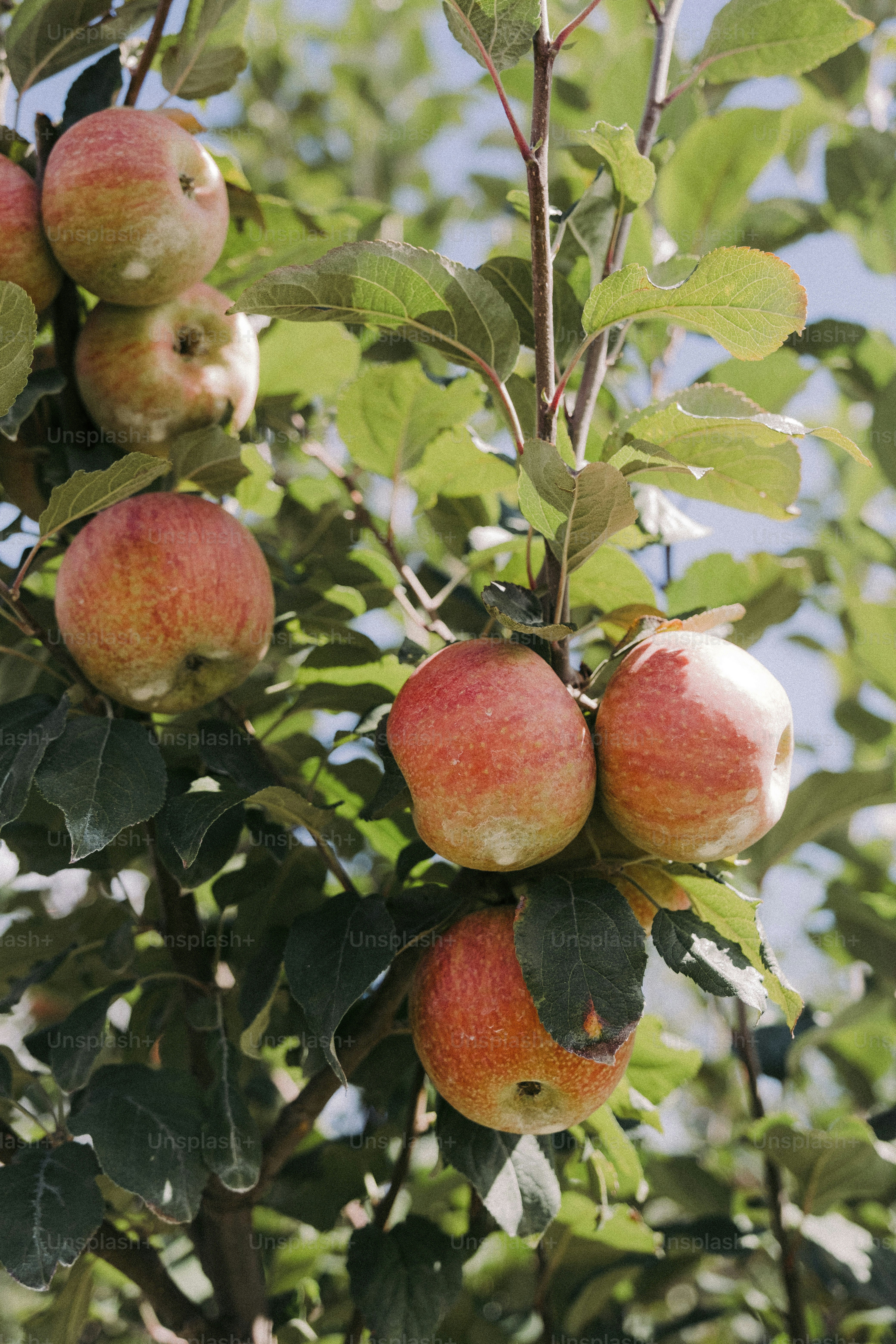 500+ Apple Tree Pictures [HQ] | Download Free Images on Unsplash