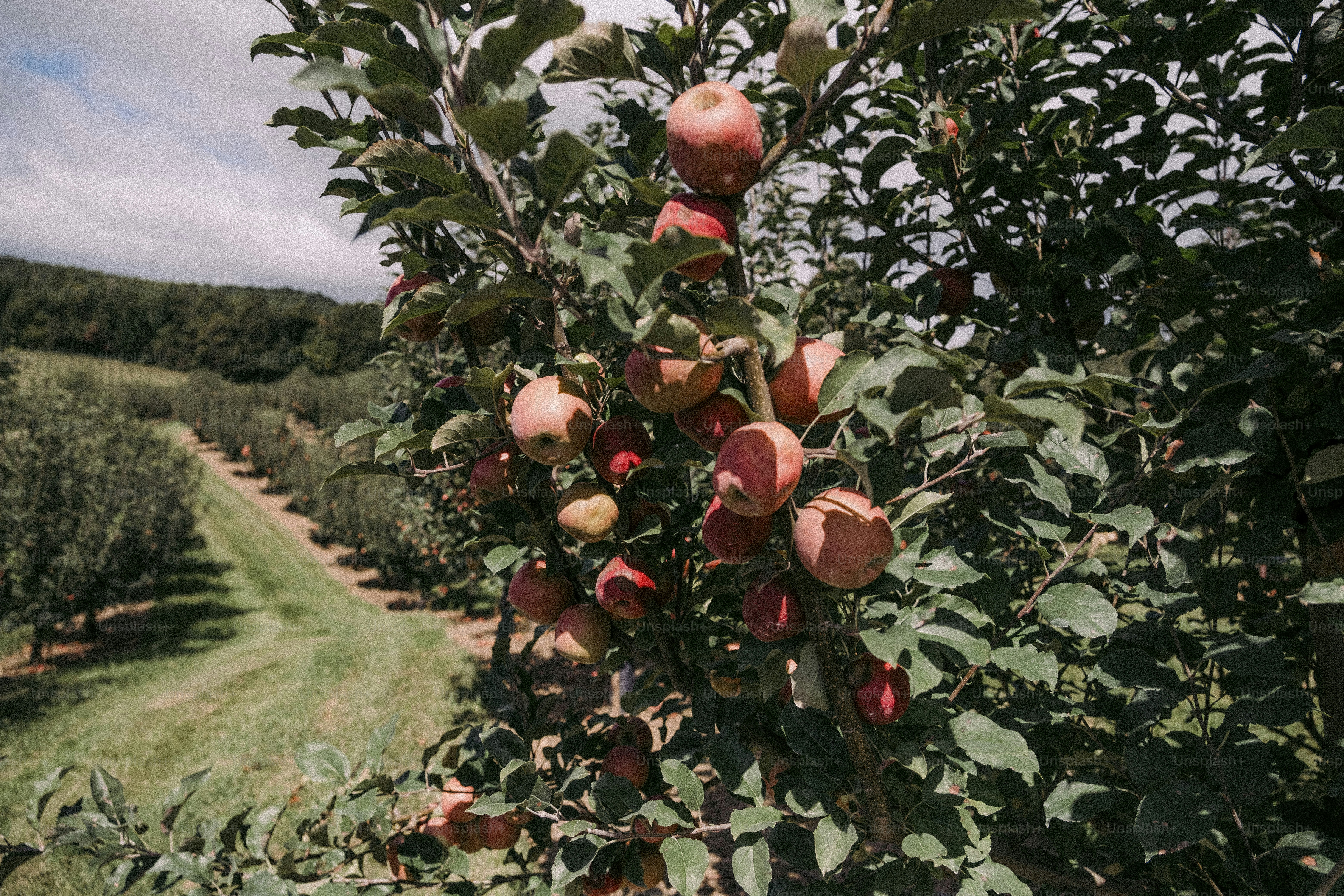 A tree filled with lots of ripe fruit photo – Fruit trees Image on Unsplash