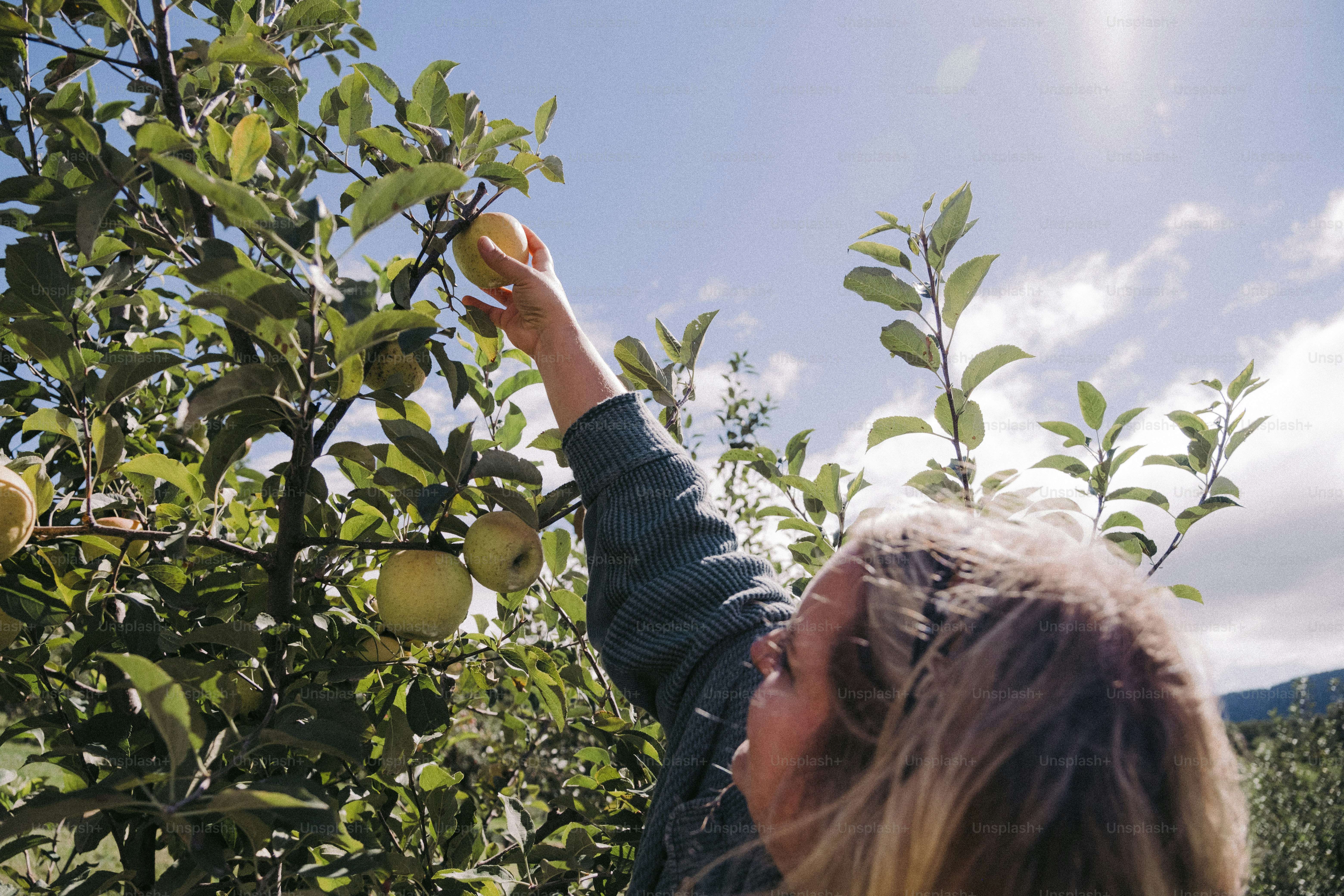 A woman reaching for an apple on a tree photo – Fruit picking Image on ...
