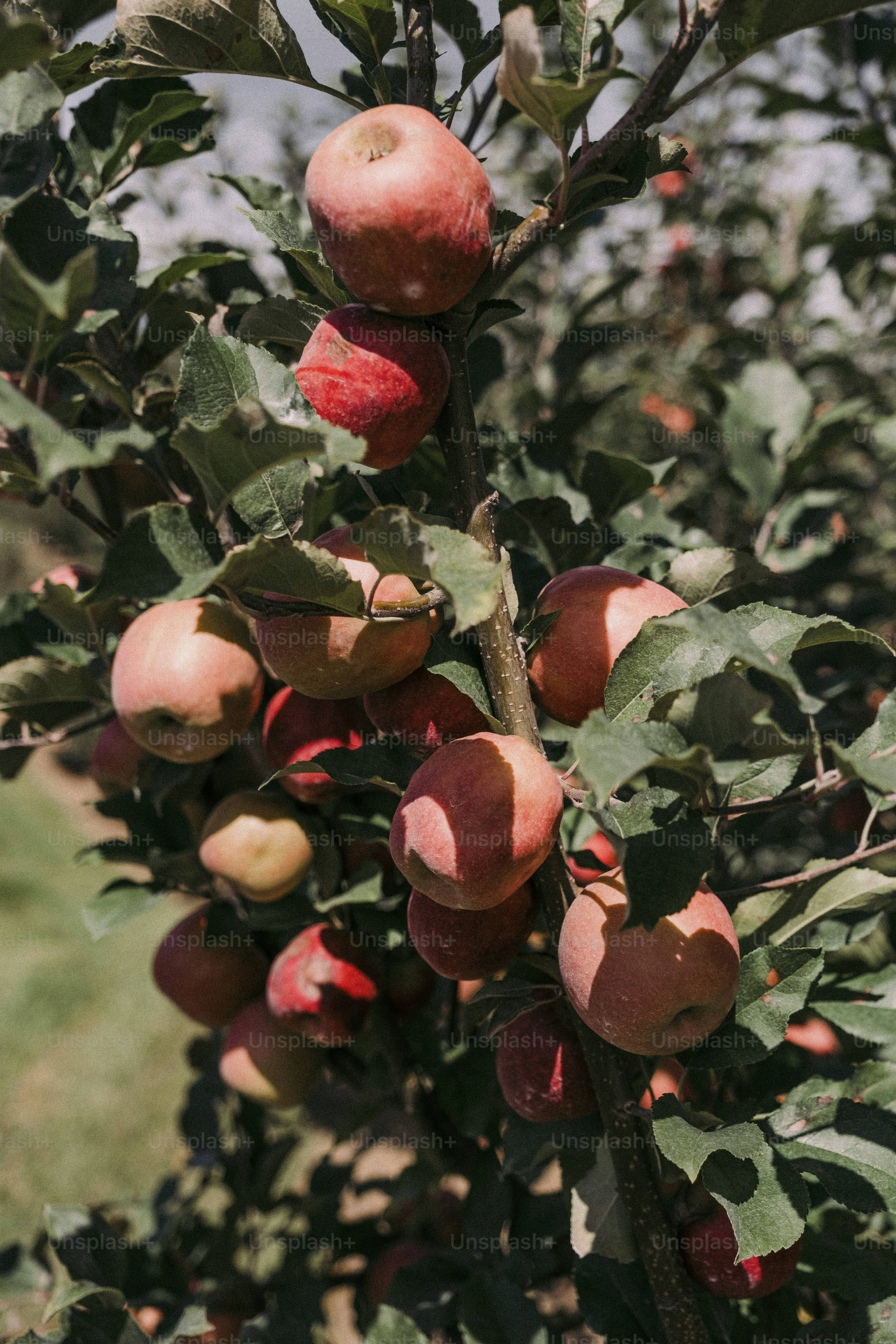 Un arbre rempli de beaucoup de pommes mûres photo – Image de Verger sur ...