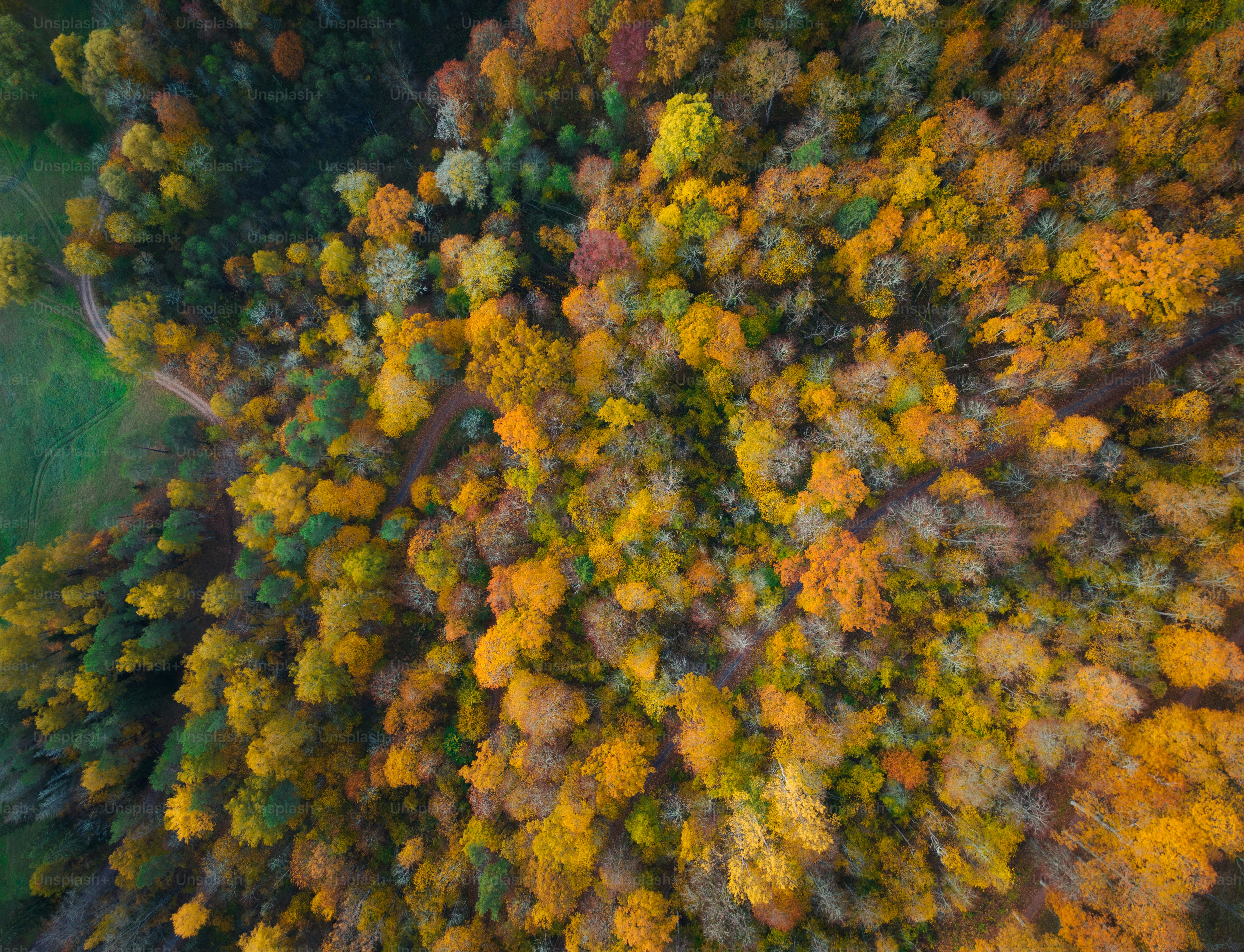 An aerial view of a forest with lots of trees photo – Fall trees Image ...