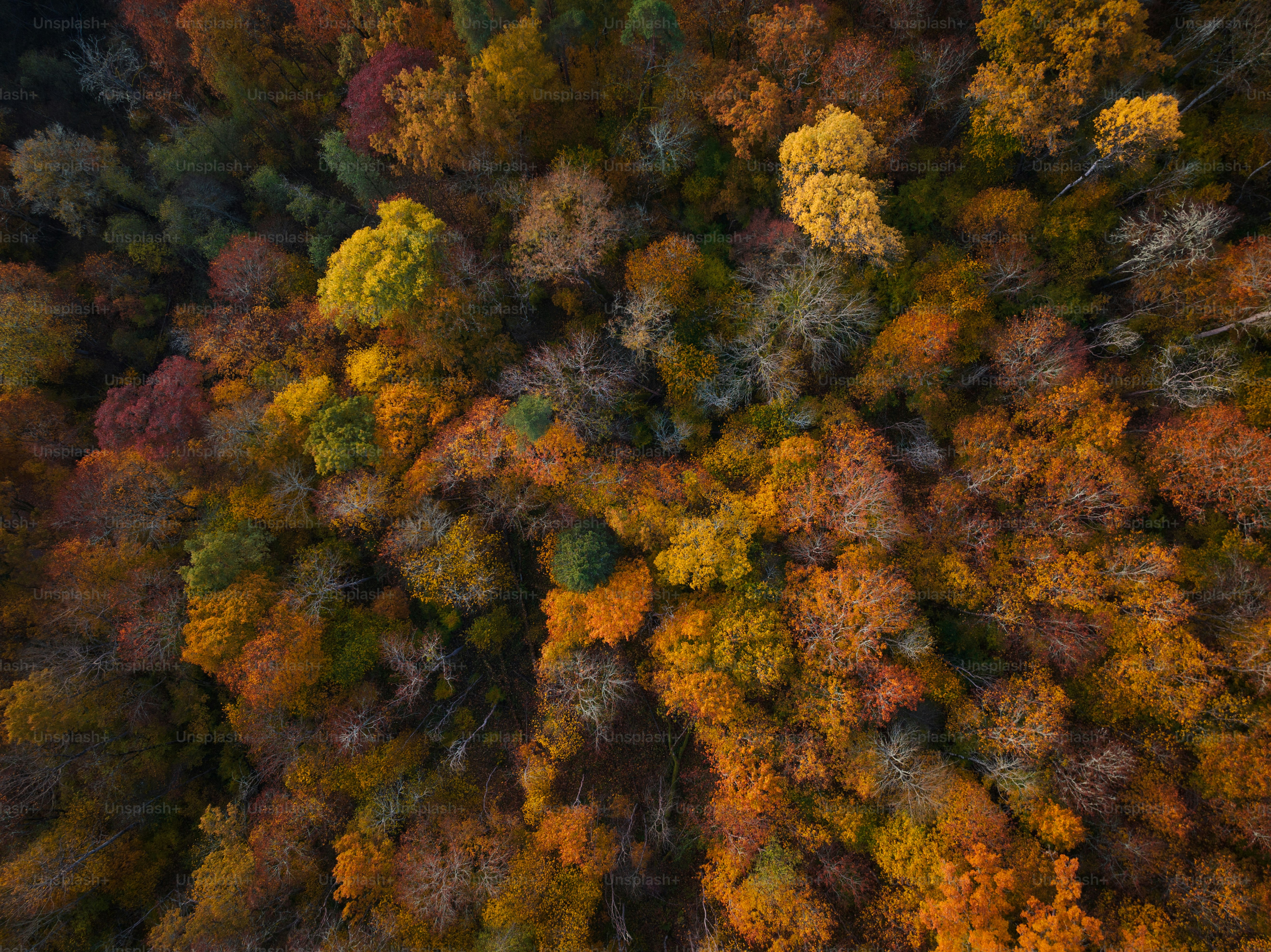 An aerial view of a forest with lots of trees photo – Fall trees Image ...