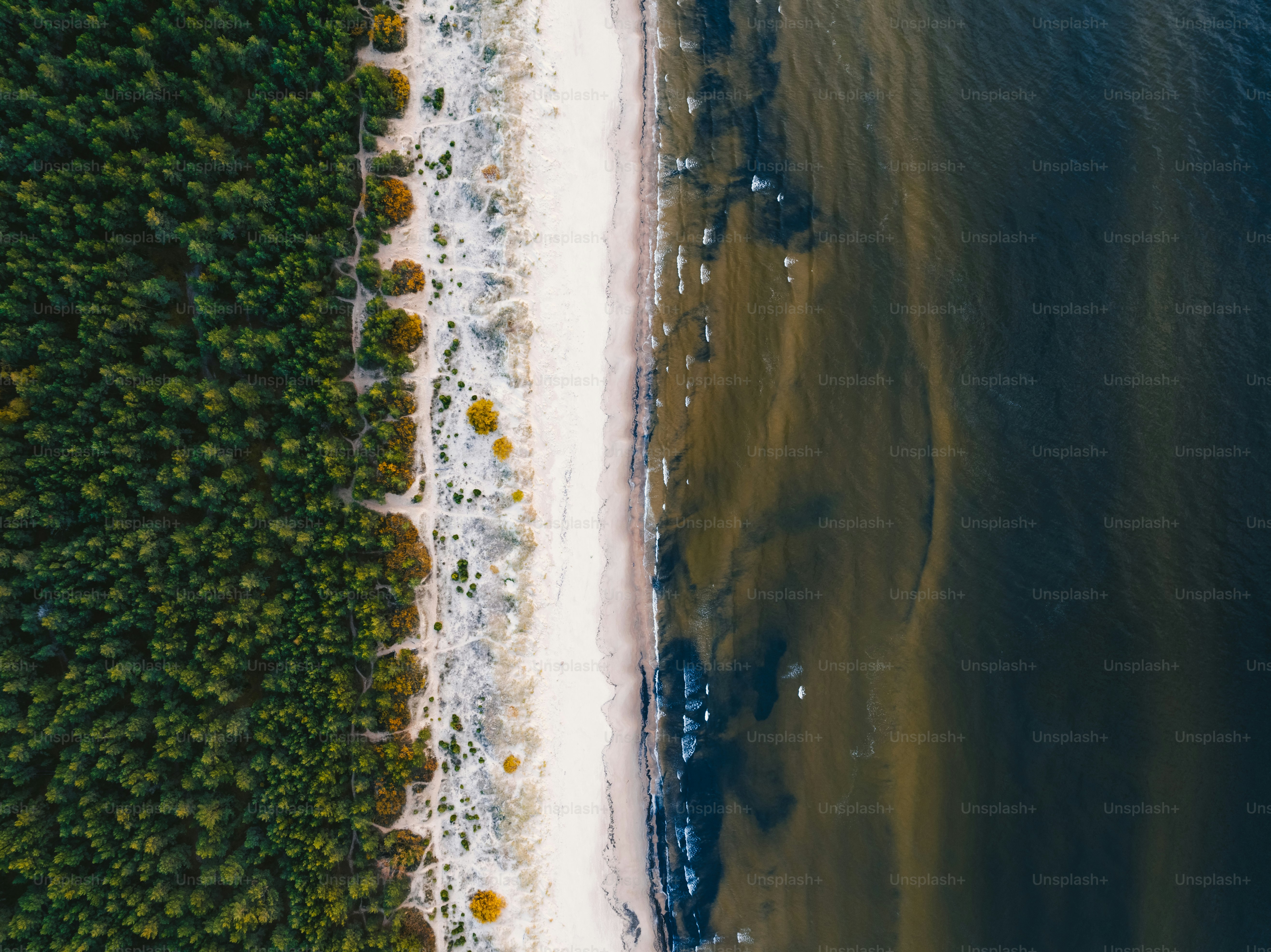 An aerial view of a beach and trees photo – Shoreline Image on Unsplash
