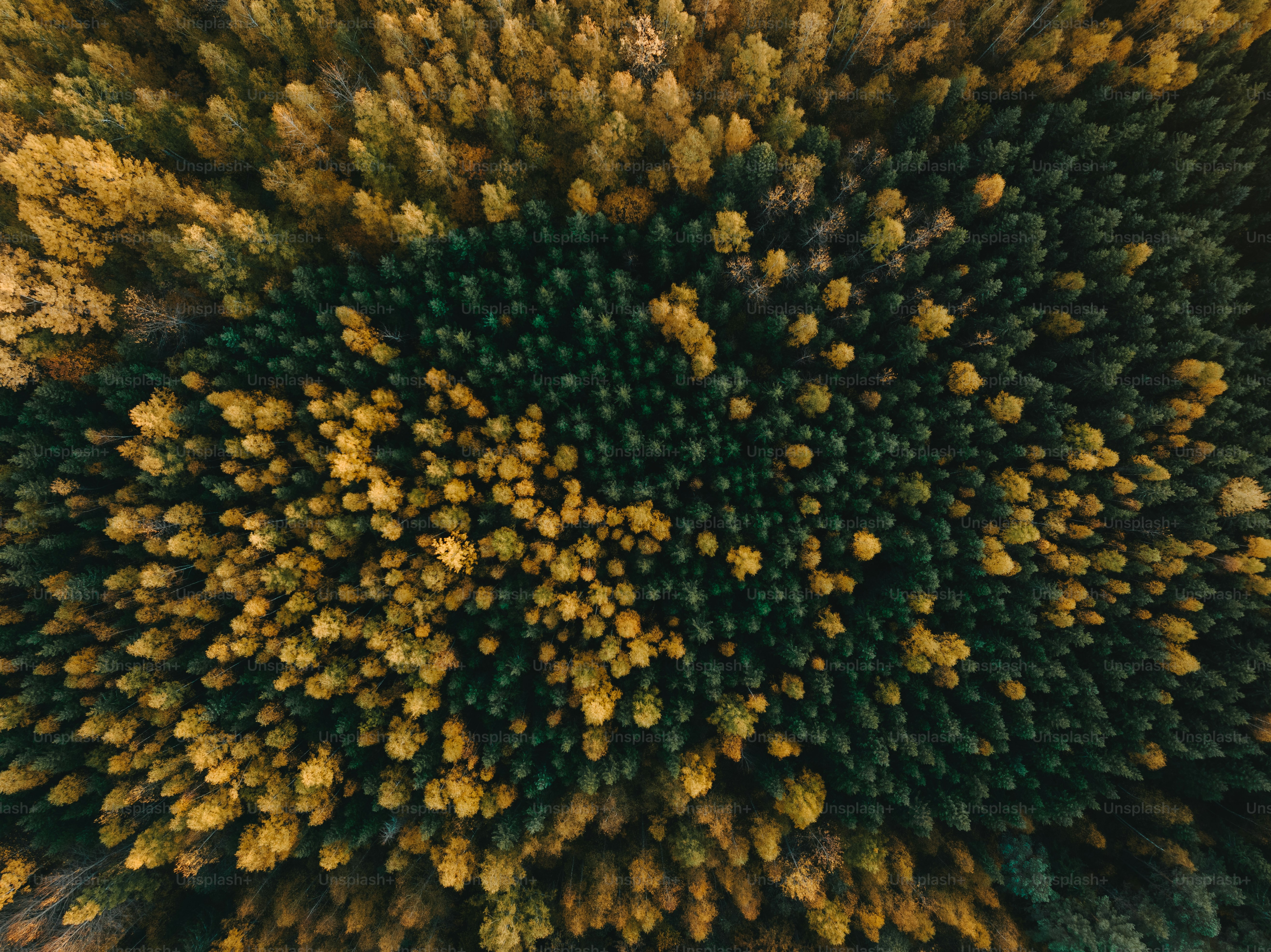 An aerial view of a forest with lots of trees photo – Texture Image on ...