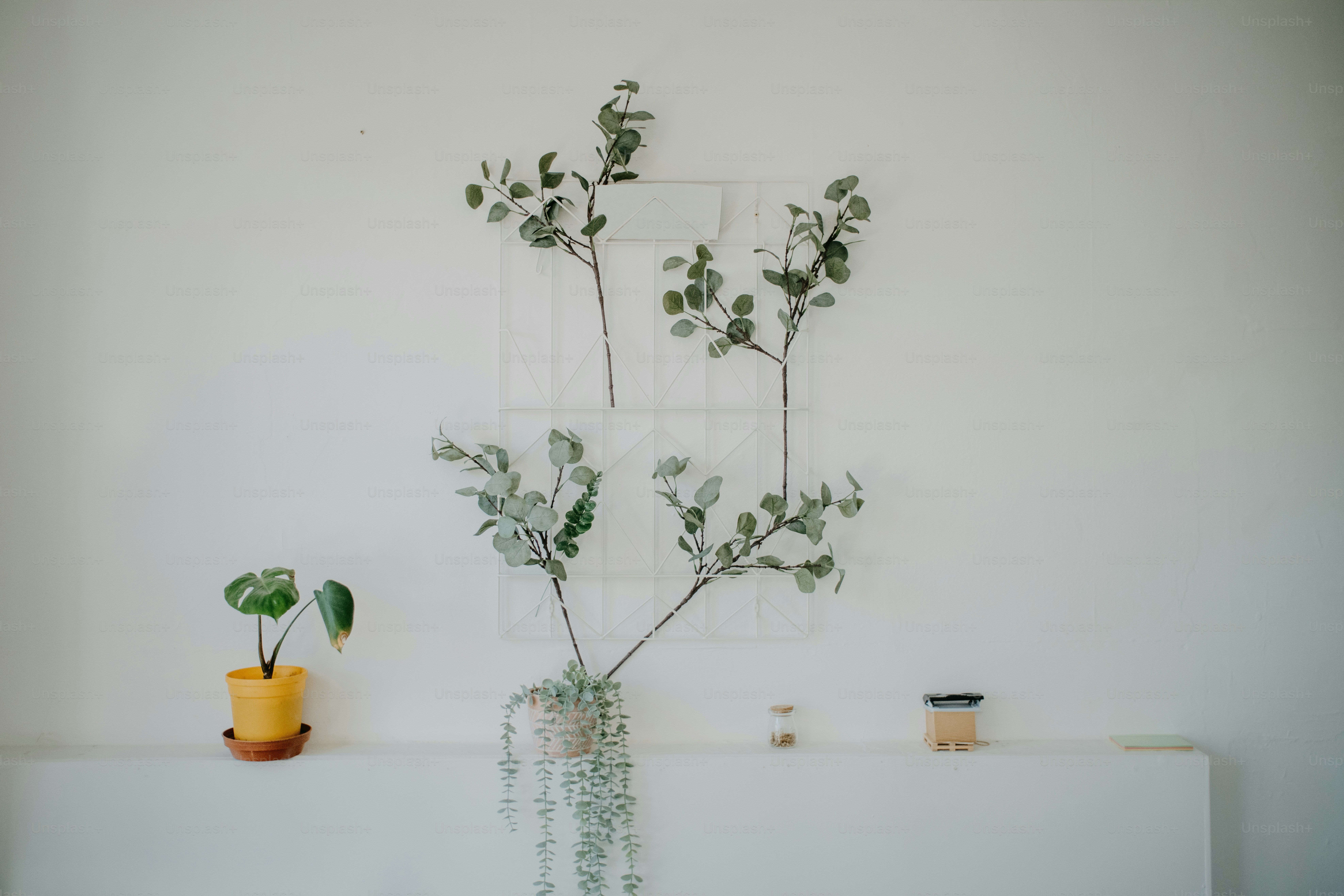 Pot Plant Pictures | Download Free Images on Unsplash