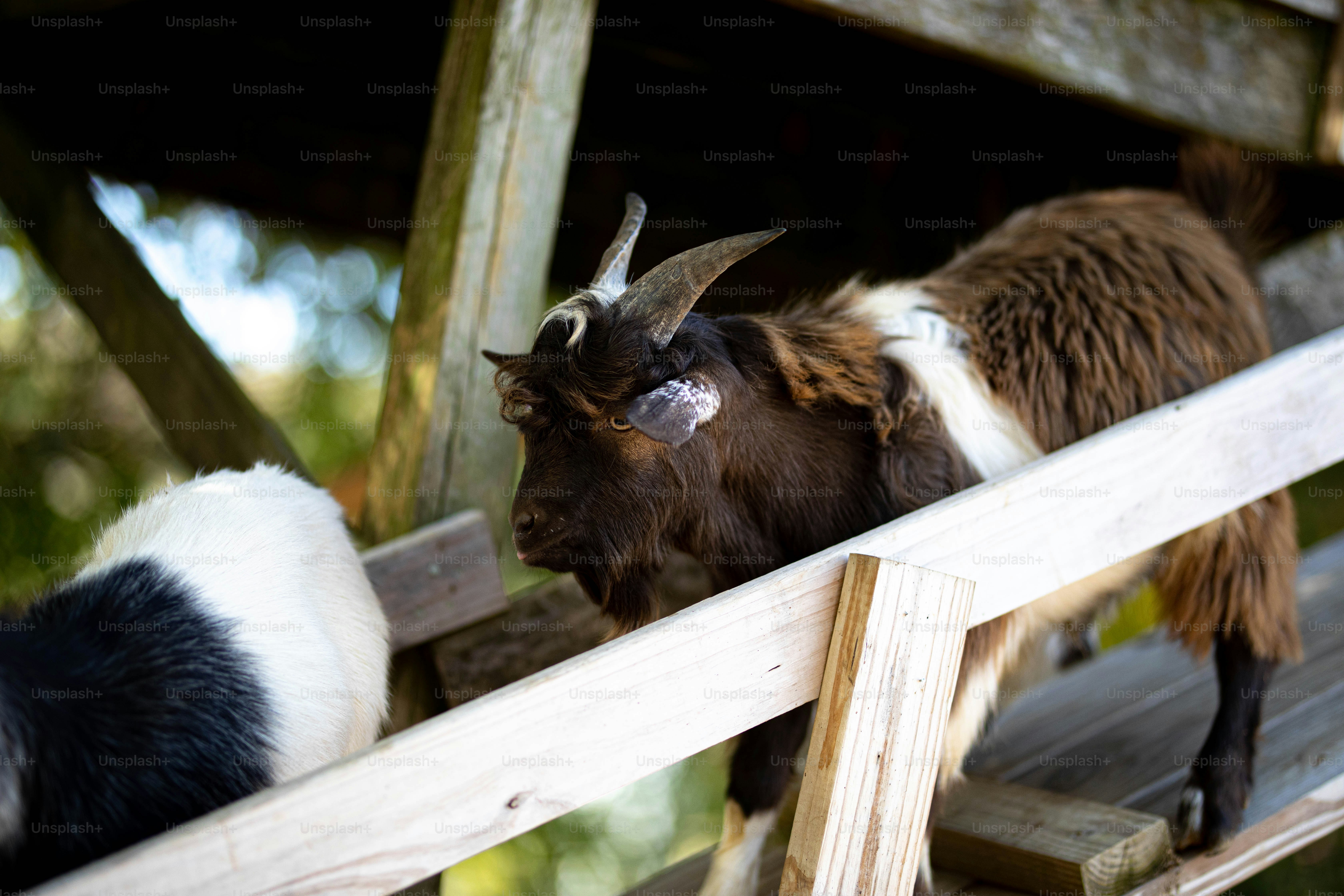 Foto Um casal de cabras em cima de uma rampa de madeira – Imagem de ...