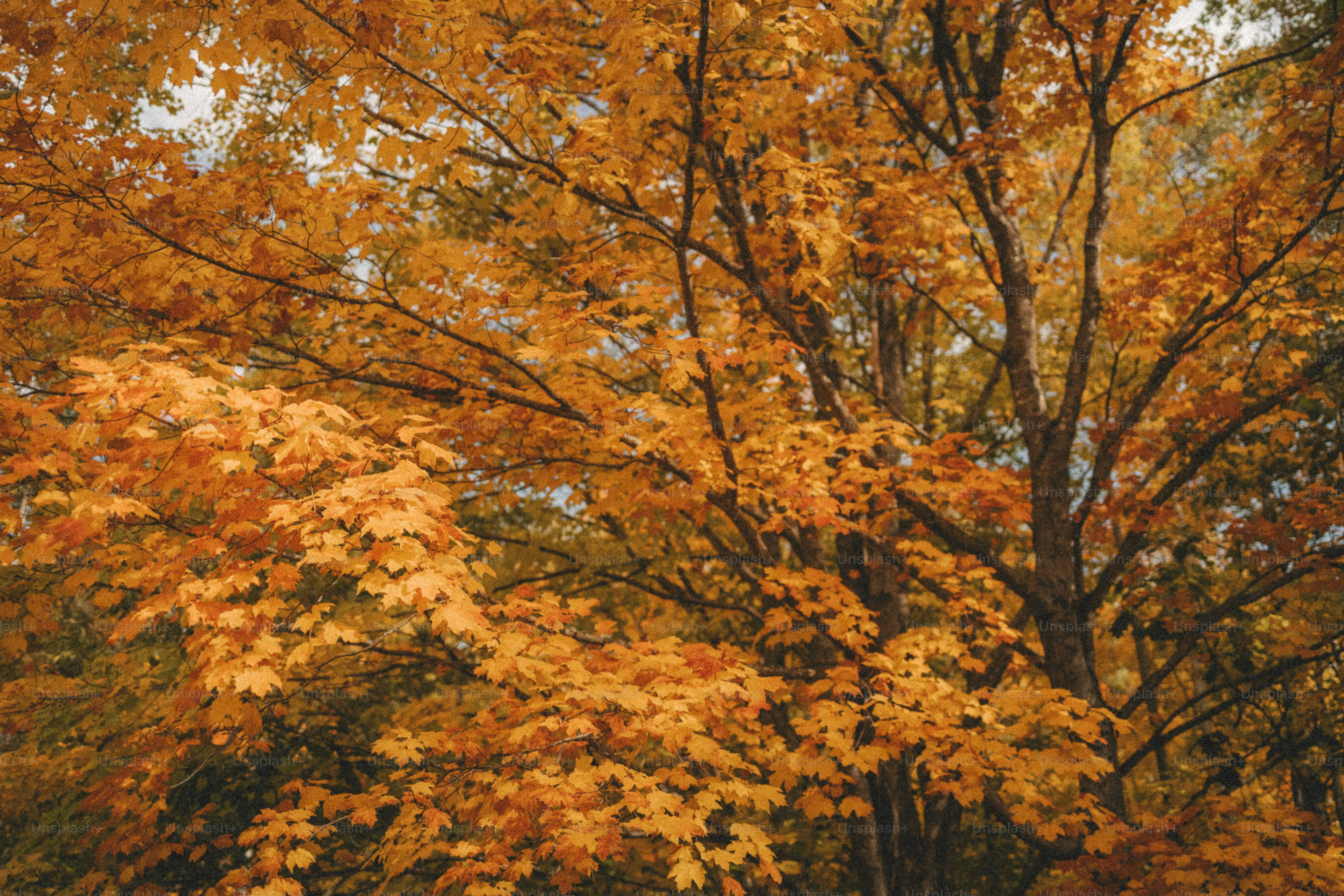 350+ Fall Leaves Pictures [HQ] | Download Free Images on Unsplash