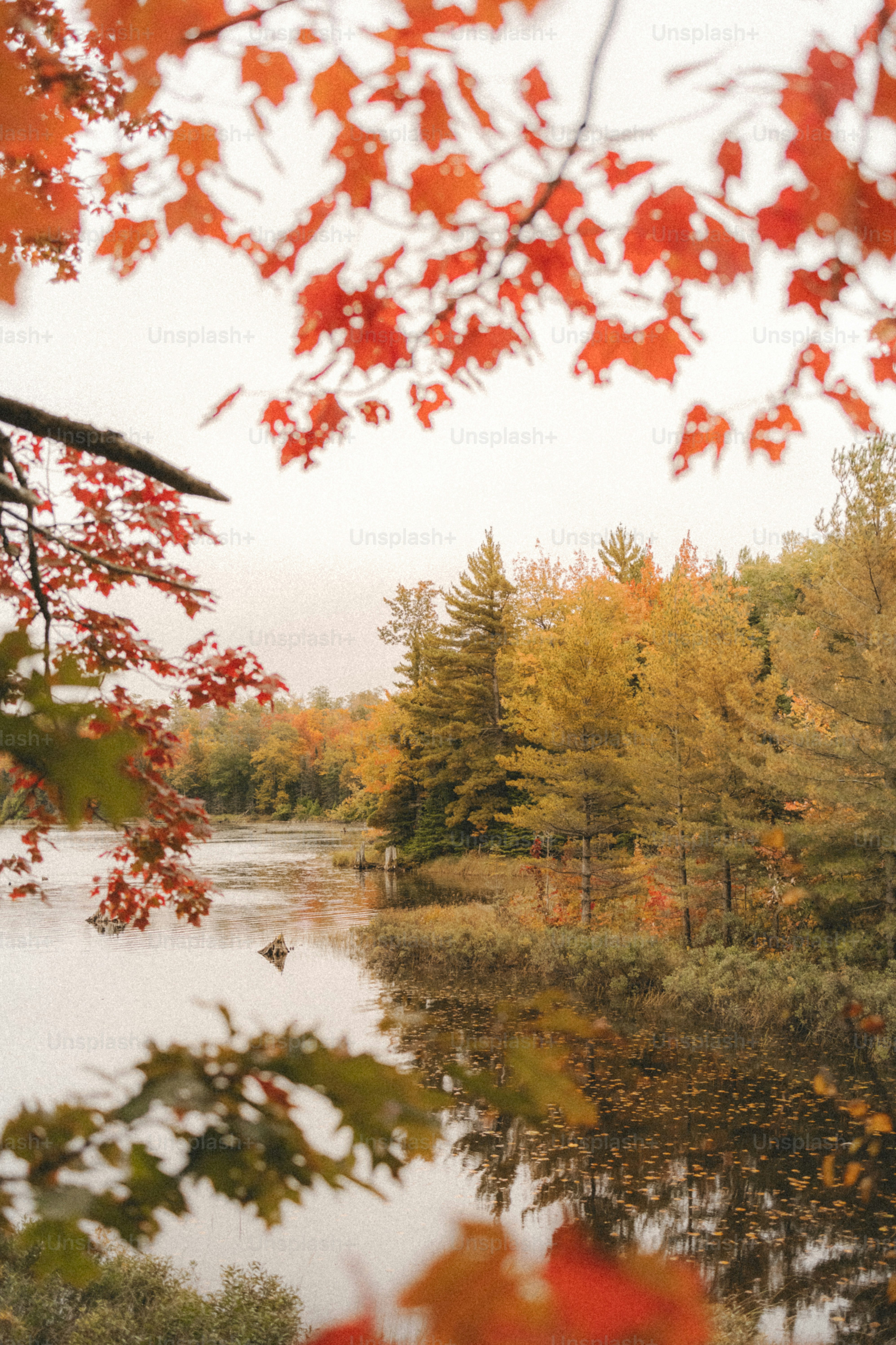 1000+ Autumn Leaves Pictures | Download Free Images on Unsplash