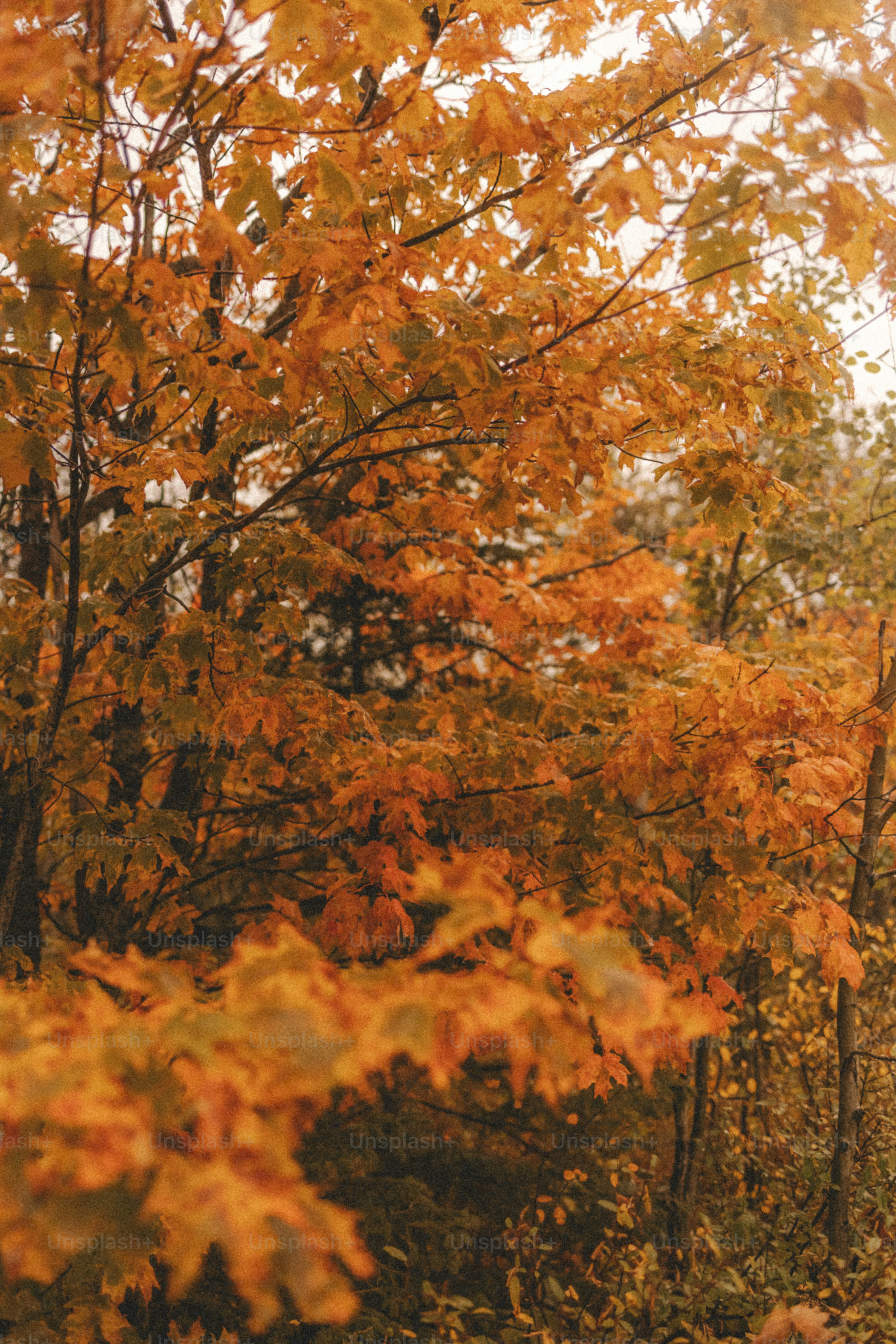 Fall Trees Pictures | Download Free Images on Unsplash