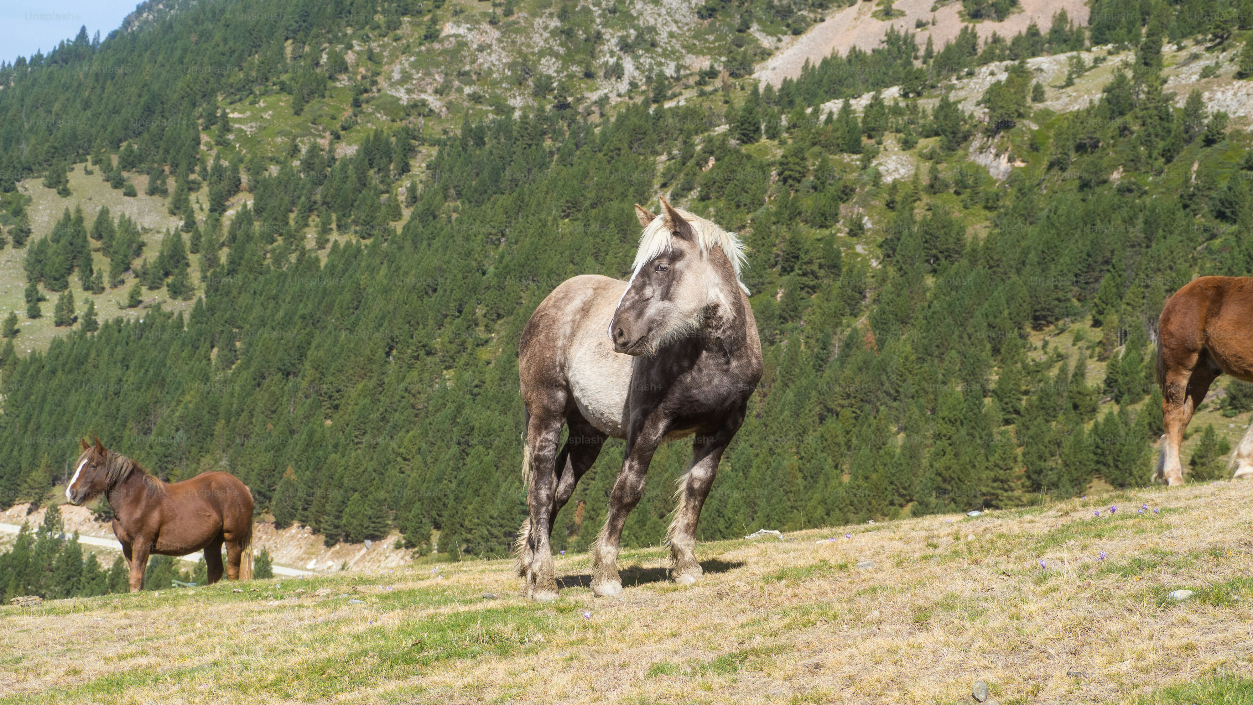 Un groupe de chevaux debout au sommet d’une colline couverte d’herbe ...
