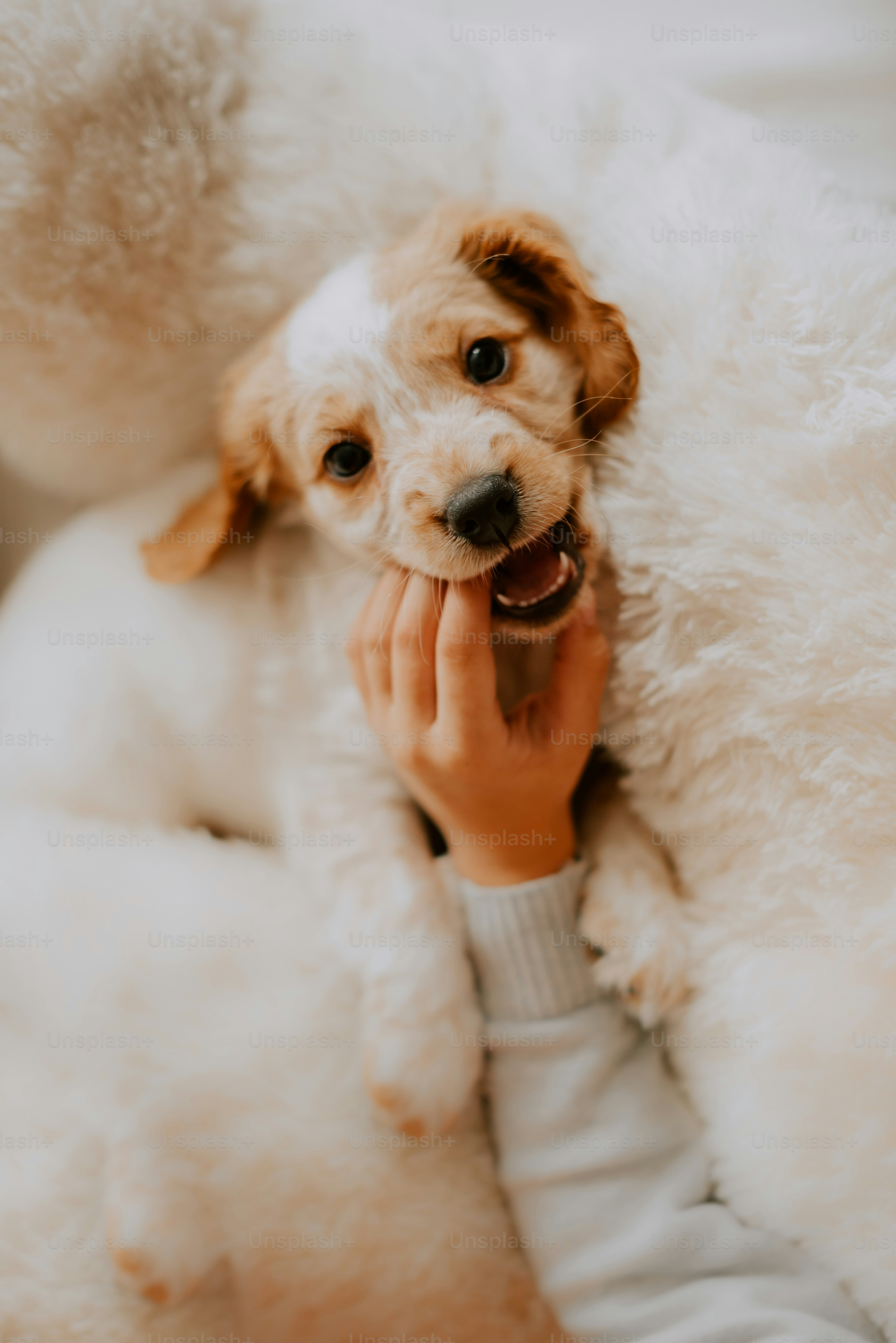 A person holding a small dog in their hands photo – Pet Image on Unsplash
