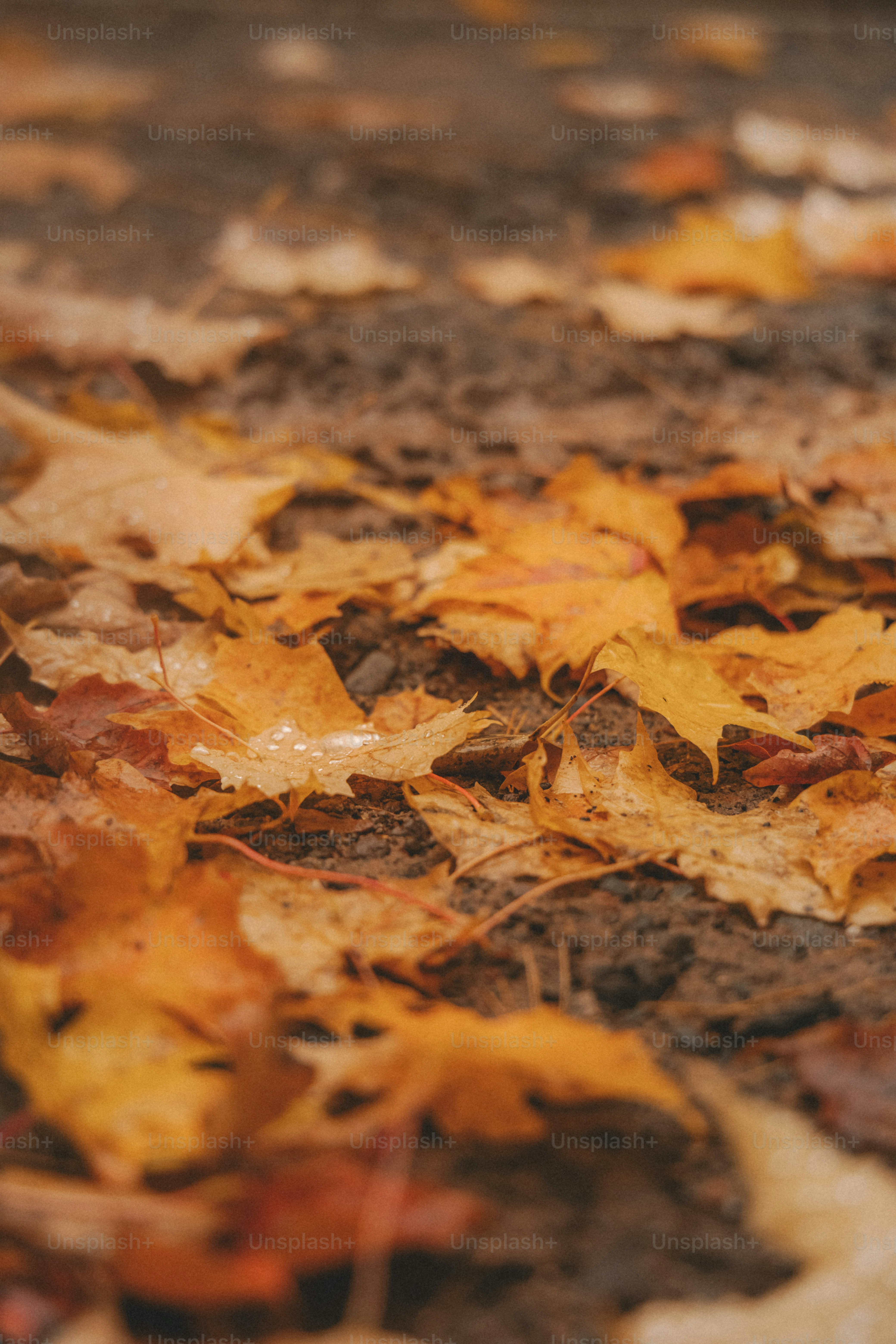 50,000+ Autumn Colors Pictures | Download Free Images on Unsplash