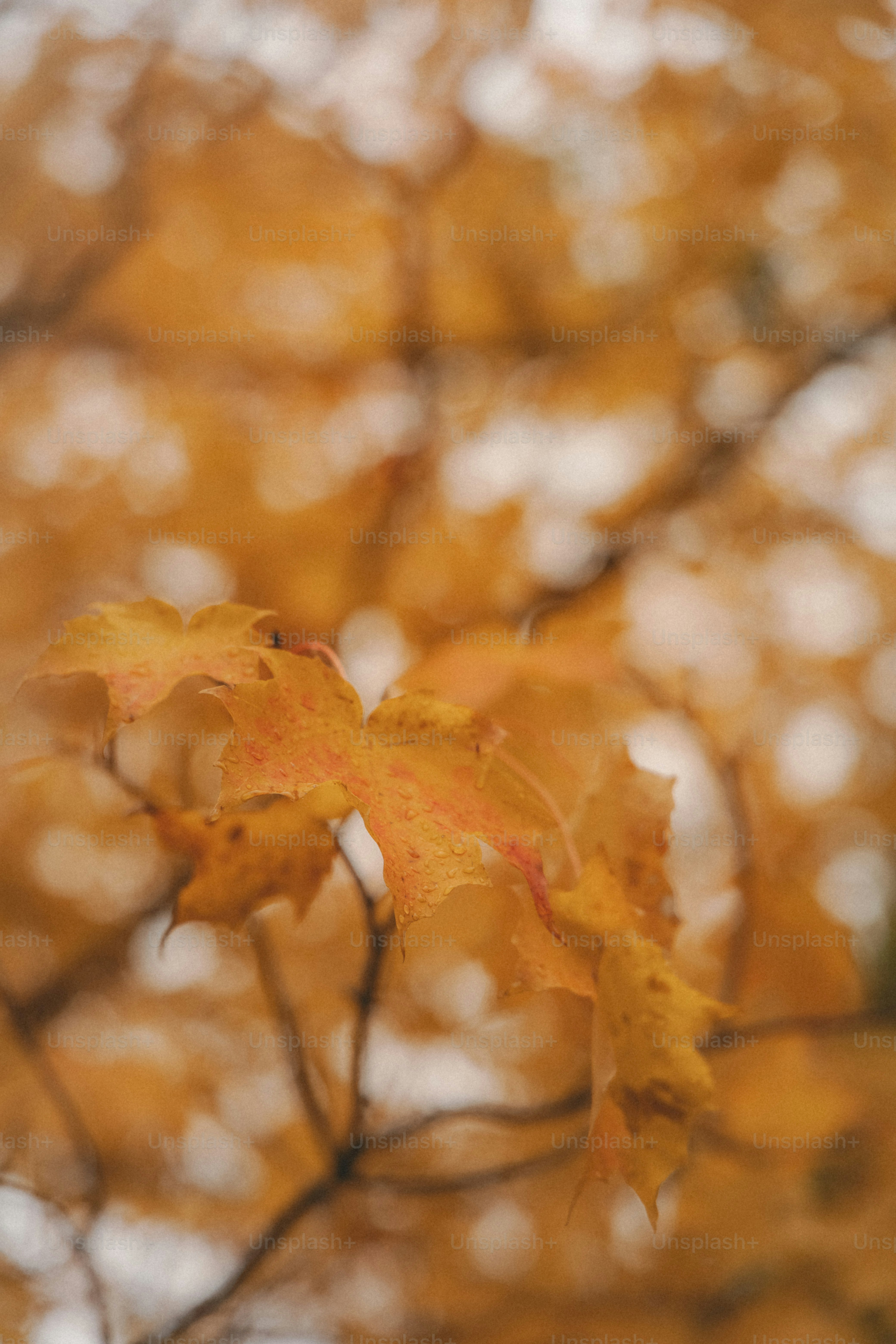 A close up of a leaf on a tree photo – Tree leaves Image on Unsplash