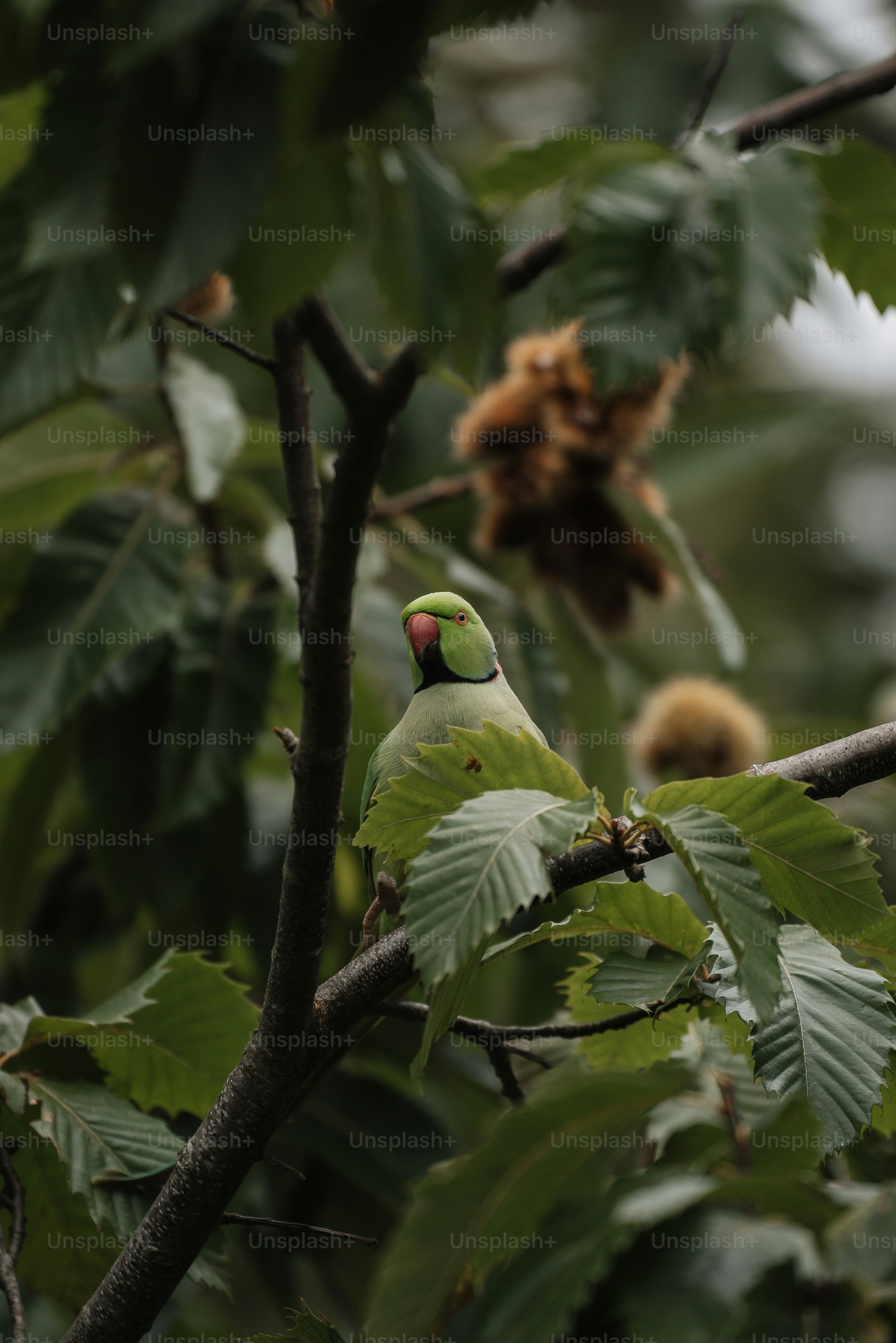 Bird On Branch Pictures | Download Free Images on Unsplash