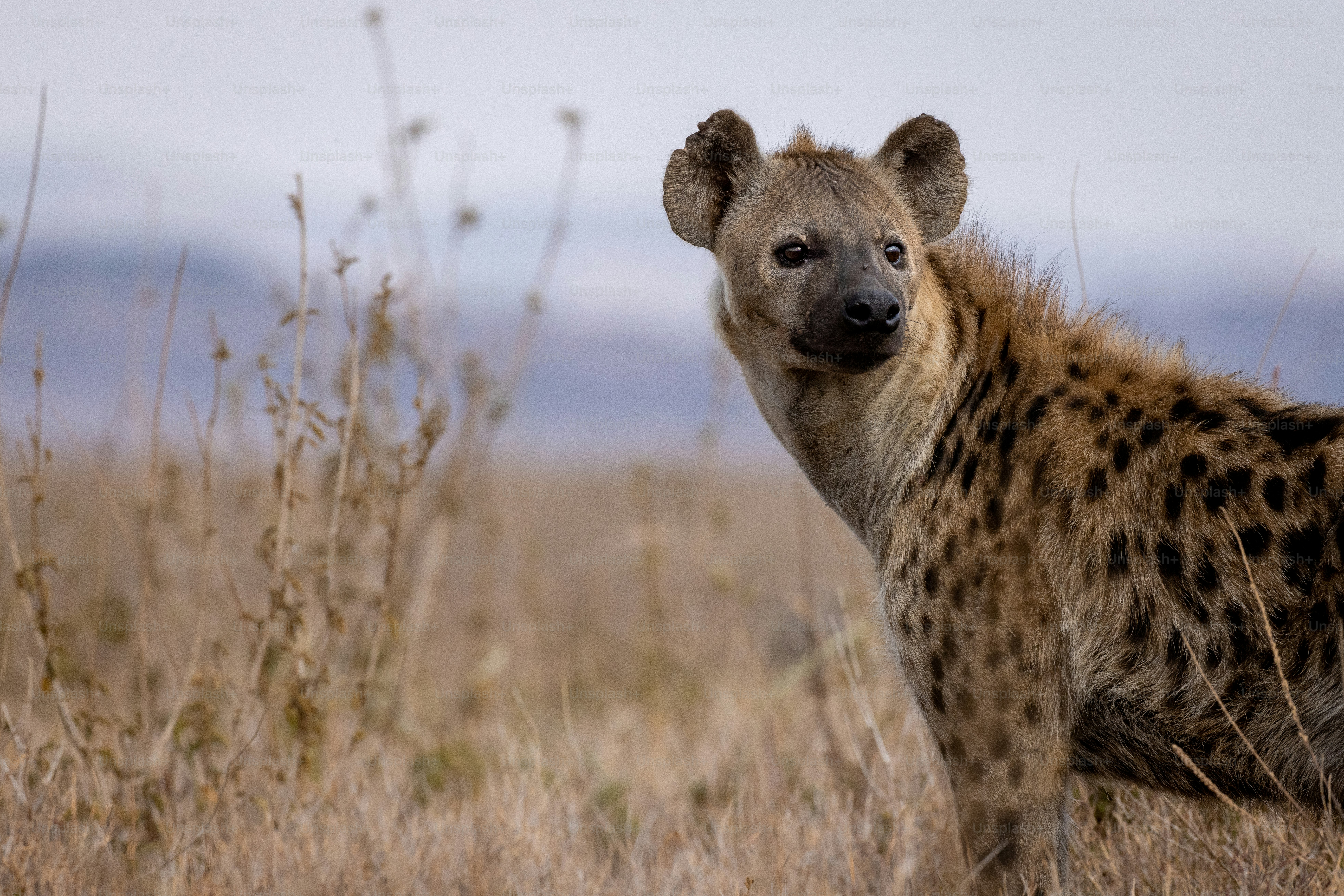 A hyena standing in a field of dry grass photo – Meru Image on Unsplash