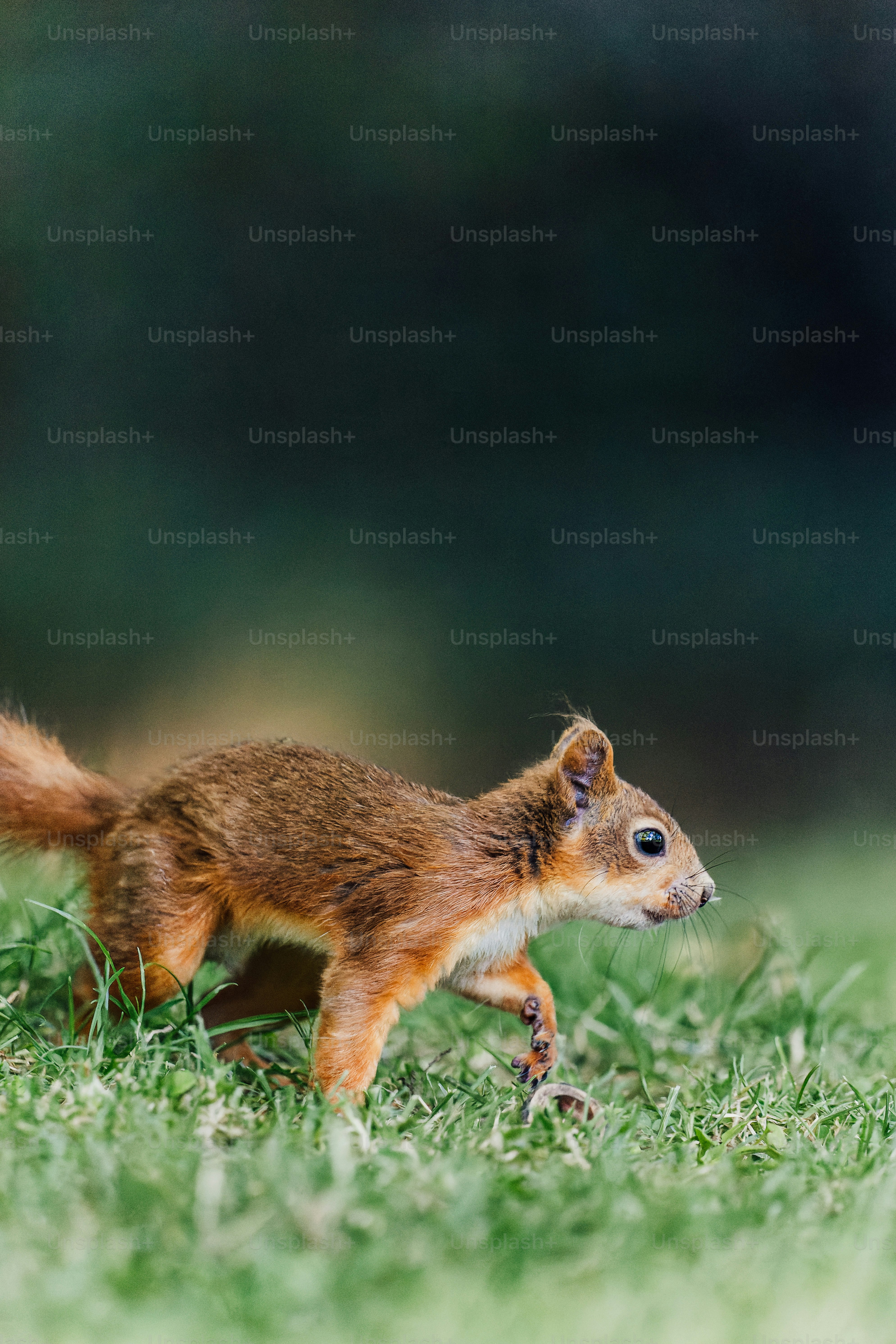 A small squirrel walking across a lush green field photo – Red squirrel ...
