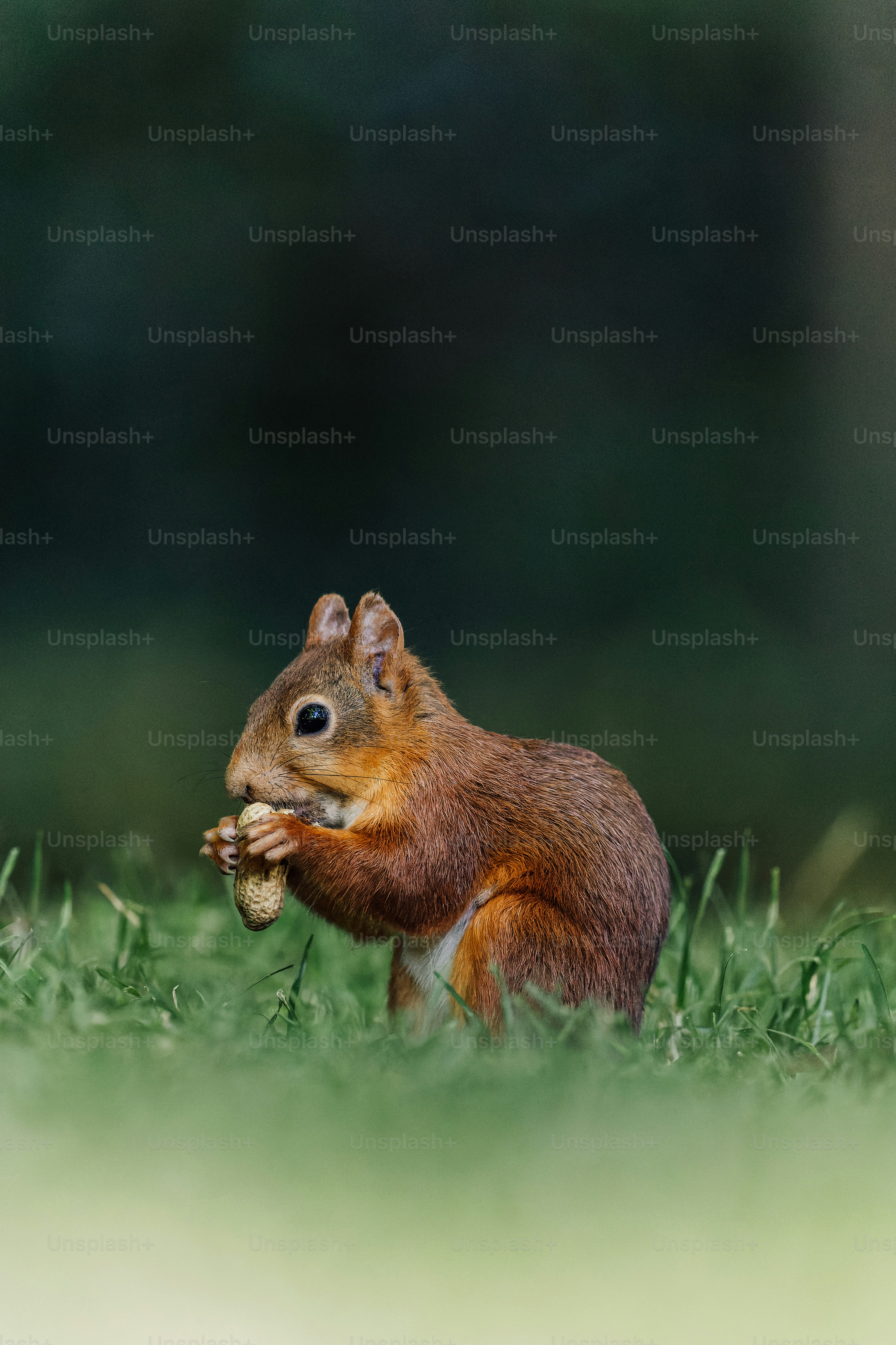 A squirrel eating a piece of food next to a tree photo – Squirrels ...