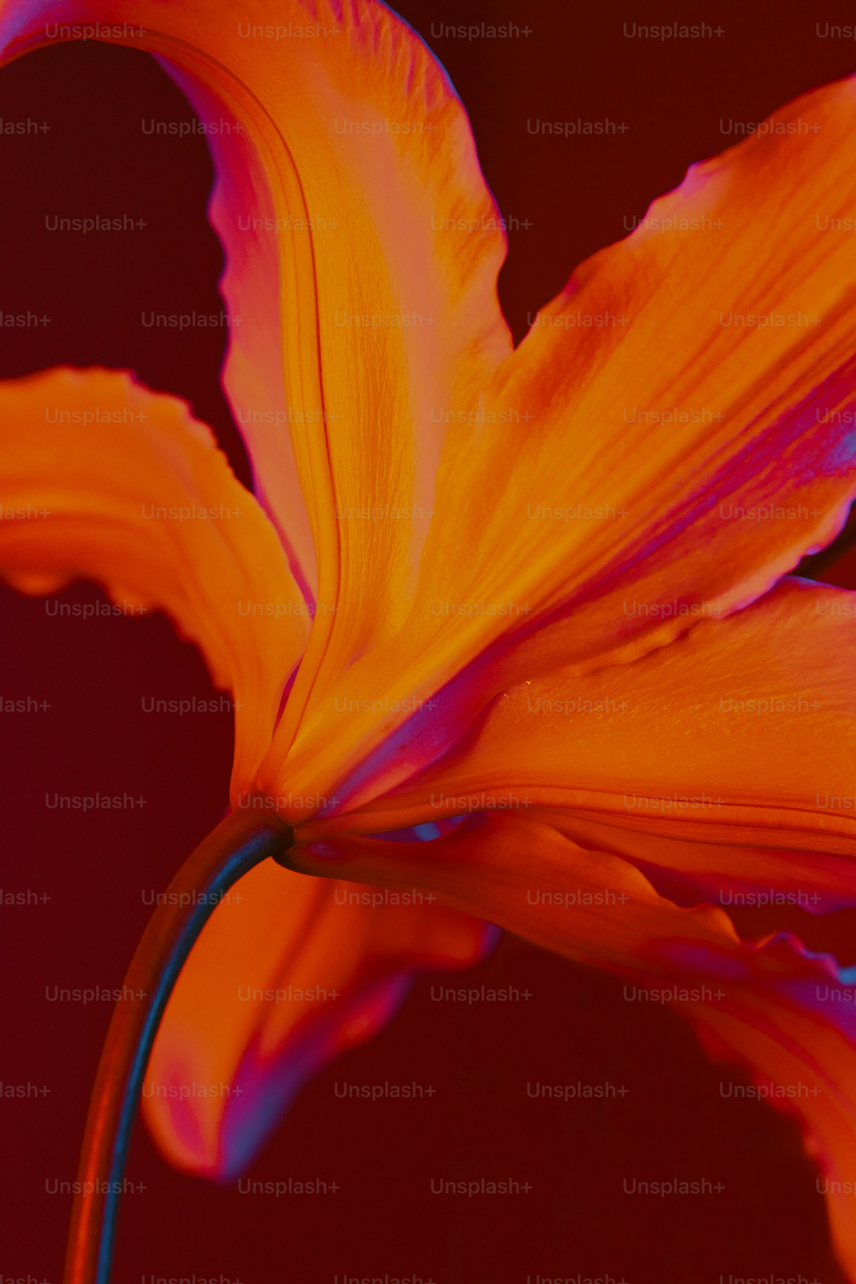 A close up of a bright orange flower photo – Plant Image on Unsplash