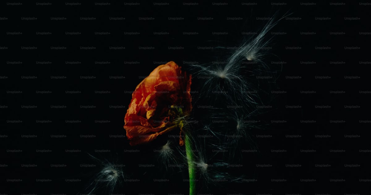 검은색 바탕에 붉은 꽃 한 송이 사진 Unsplash의 포토샵 이미지