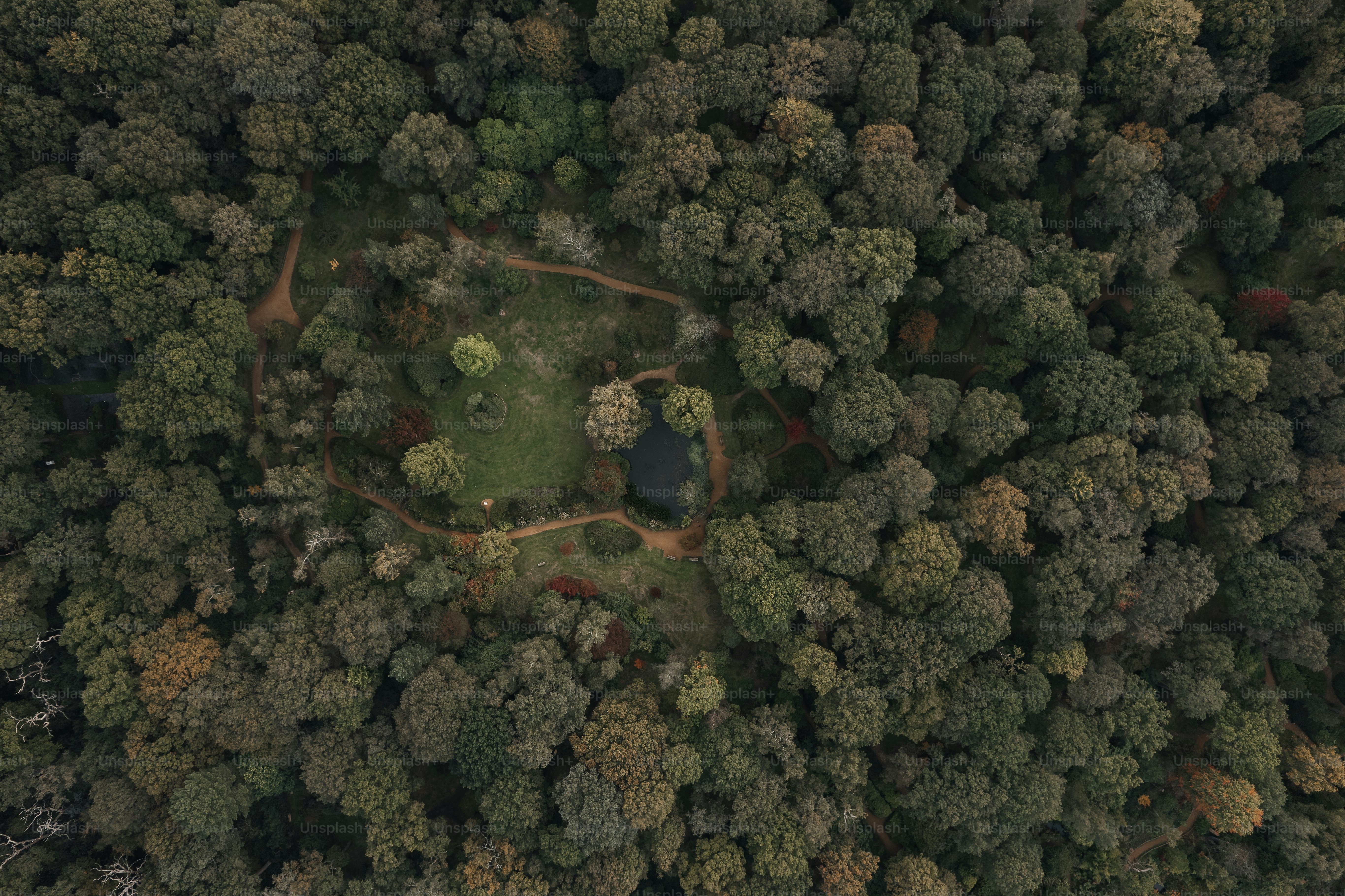 Une vue aérienne d’une forêt verdoyante photo – La nature Photo sur ...
