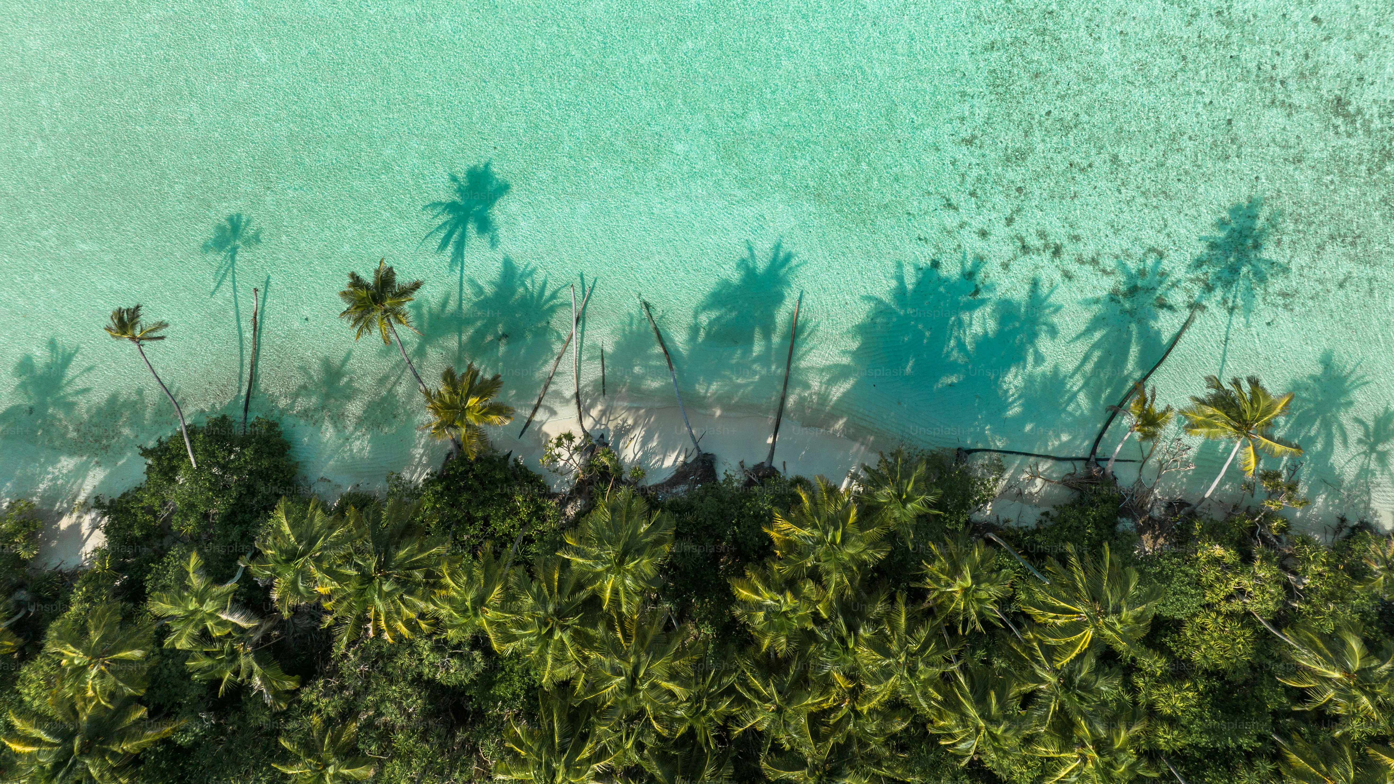 Foto zum Thema Eine Luftaufnahme eines Strandes mit Palmen – Bild zu ...