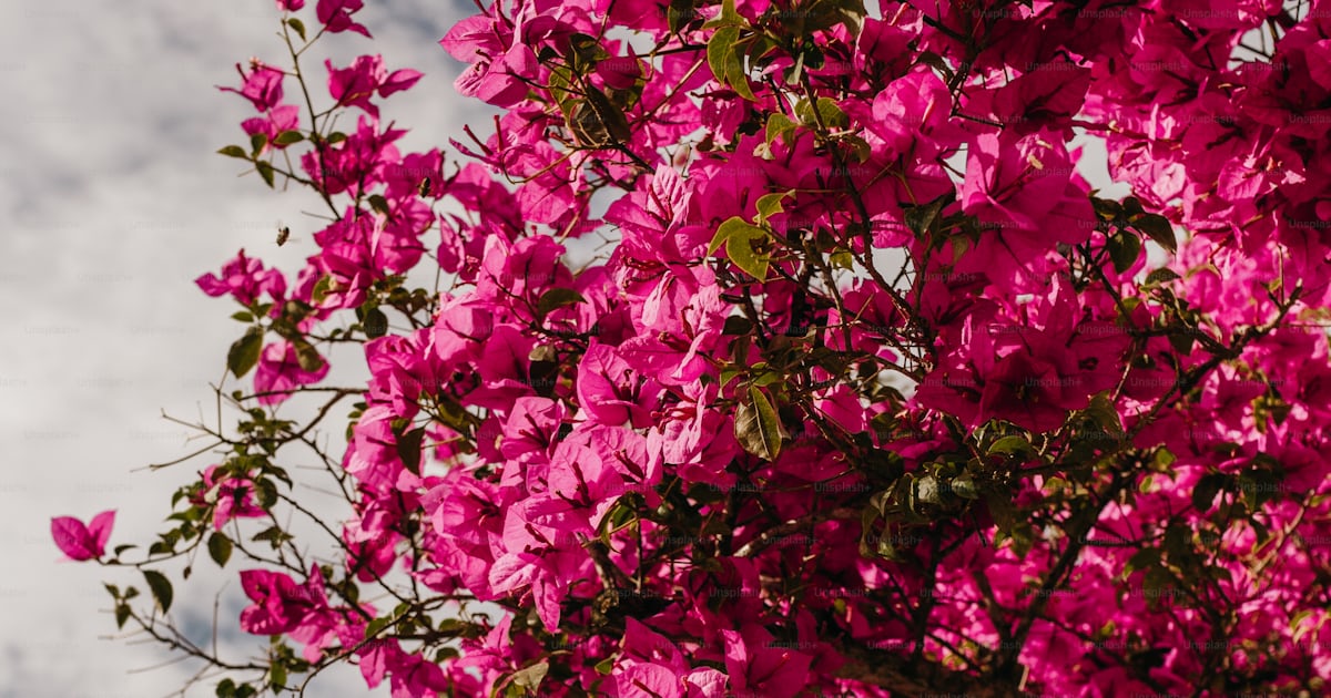 前景にピンクの花、背景に曇り空を持つ木の写真 プランタ Unsplashの写真