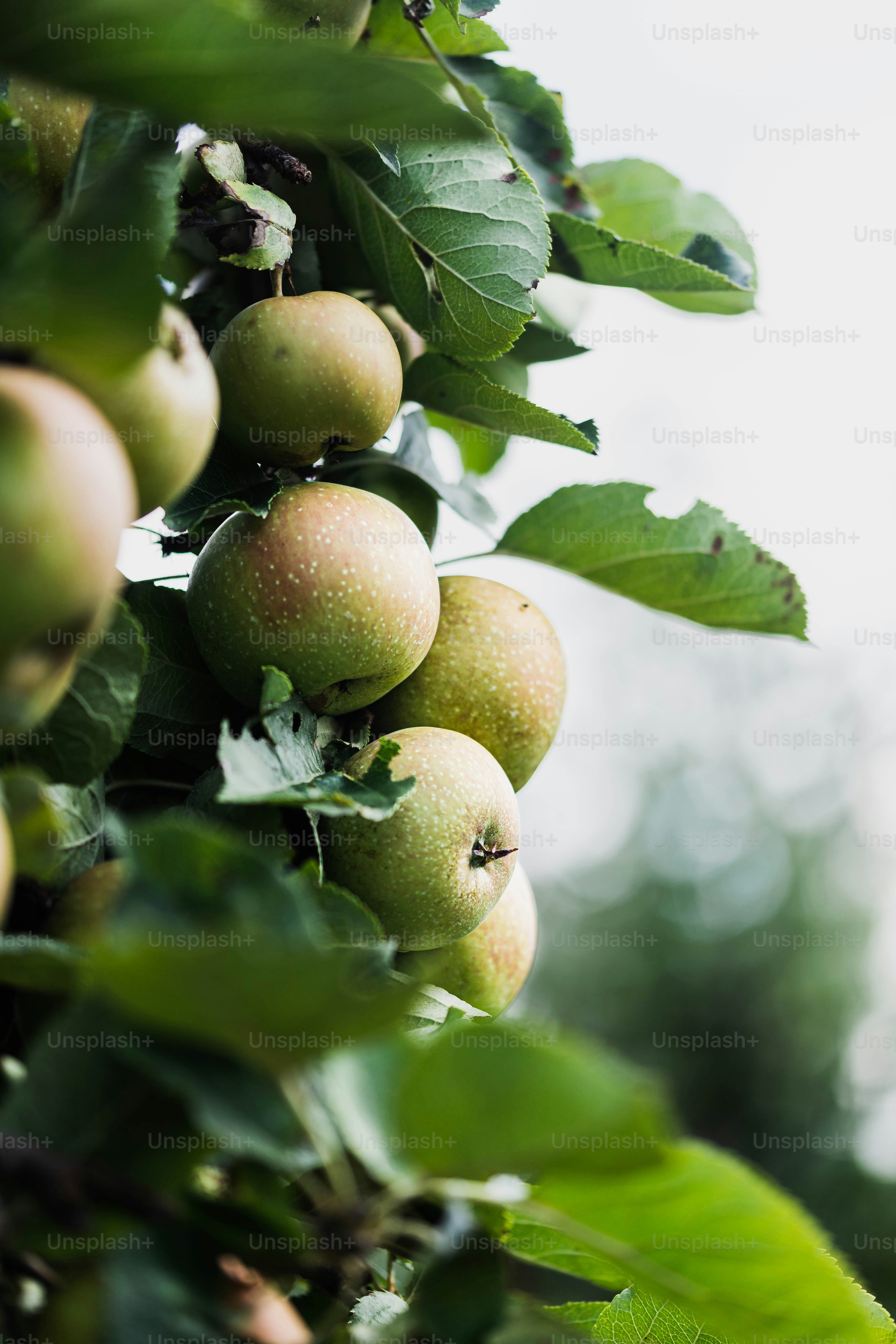 A tree filled with lots of green apples photo – Green apple Image on ...