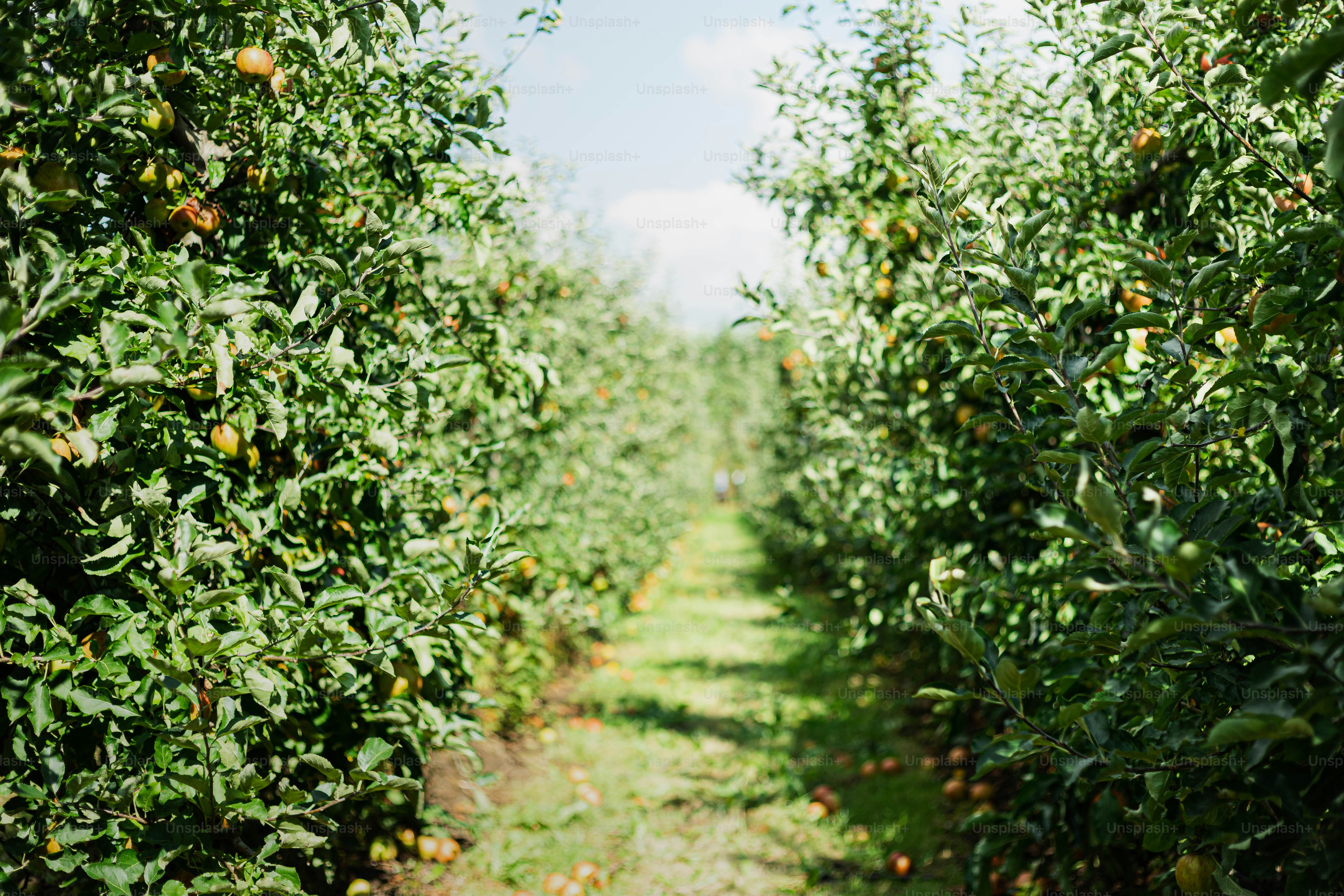 A path through an orange grove with lots of ripe oranges photo – Apple ...